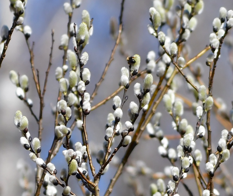 Salix discolor - Pussy Willow | Lauren's Garden Service & Native Plant ...
