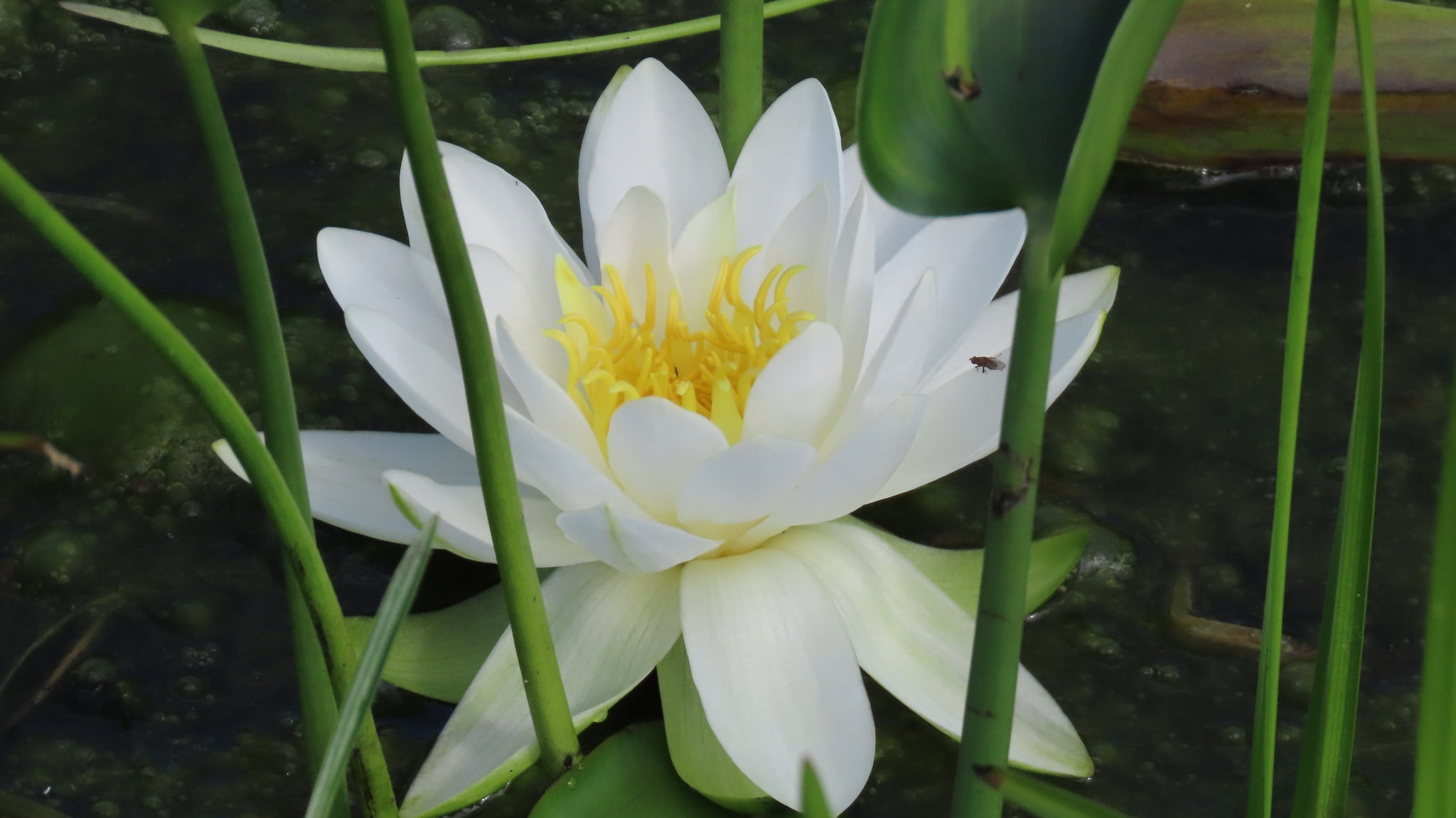 nymphaea odorata root