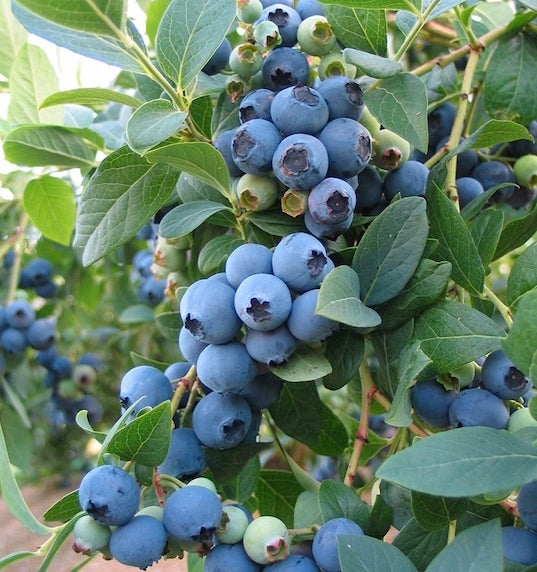 blue raspberry plant