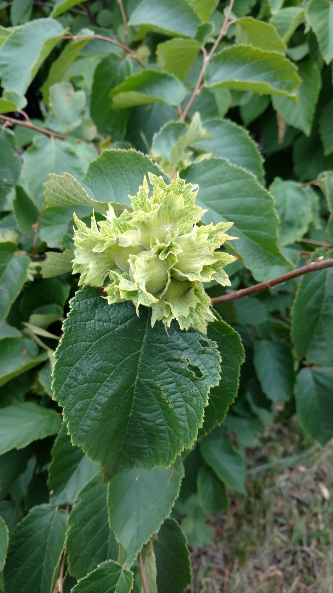 Corylus americana - Hazelnut | Lauren's Garden Service & Native Plant ...