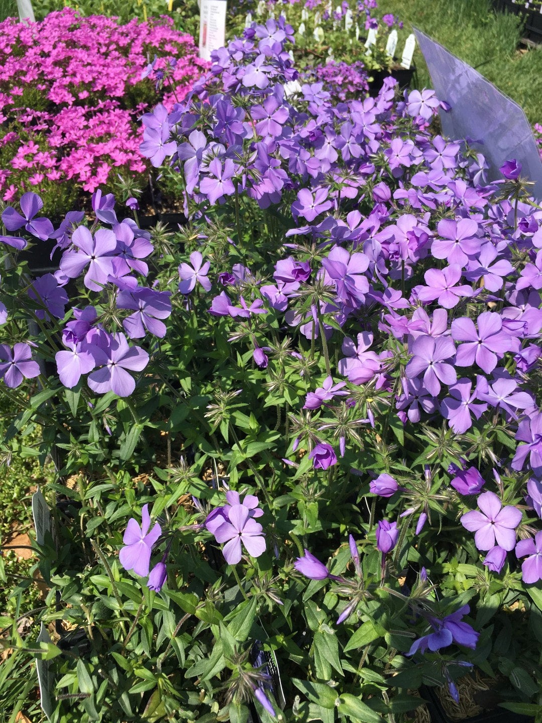 Phlox s. 'Purple Beauty' - Moss Phlox | Lauren's Garden Service ...
