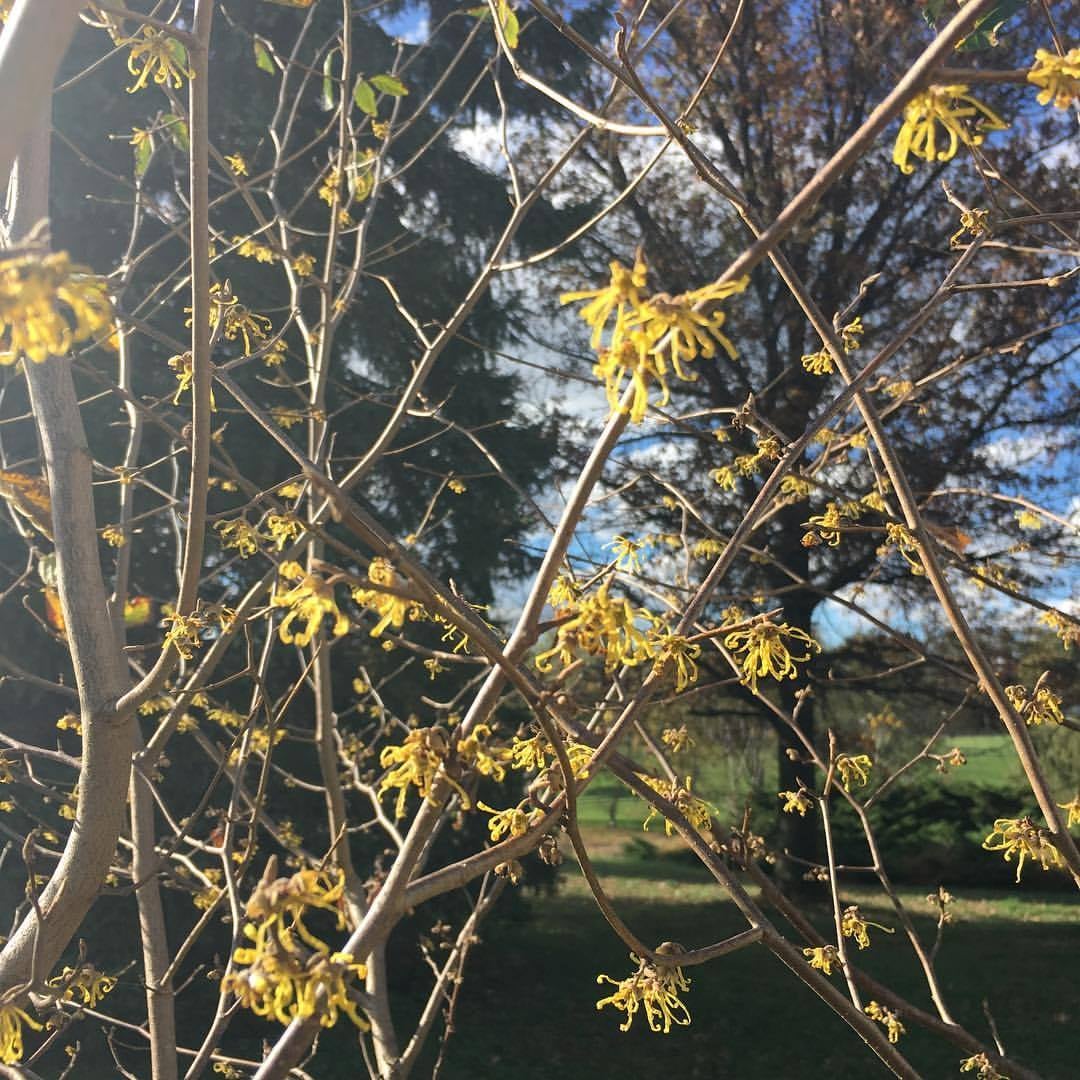 Hamamelis virginiana - Witch-hazel | Lauren's Garden Service & Native ...