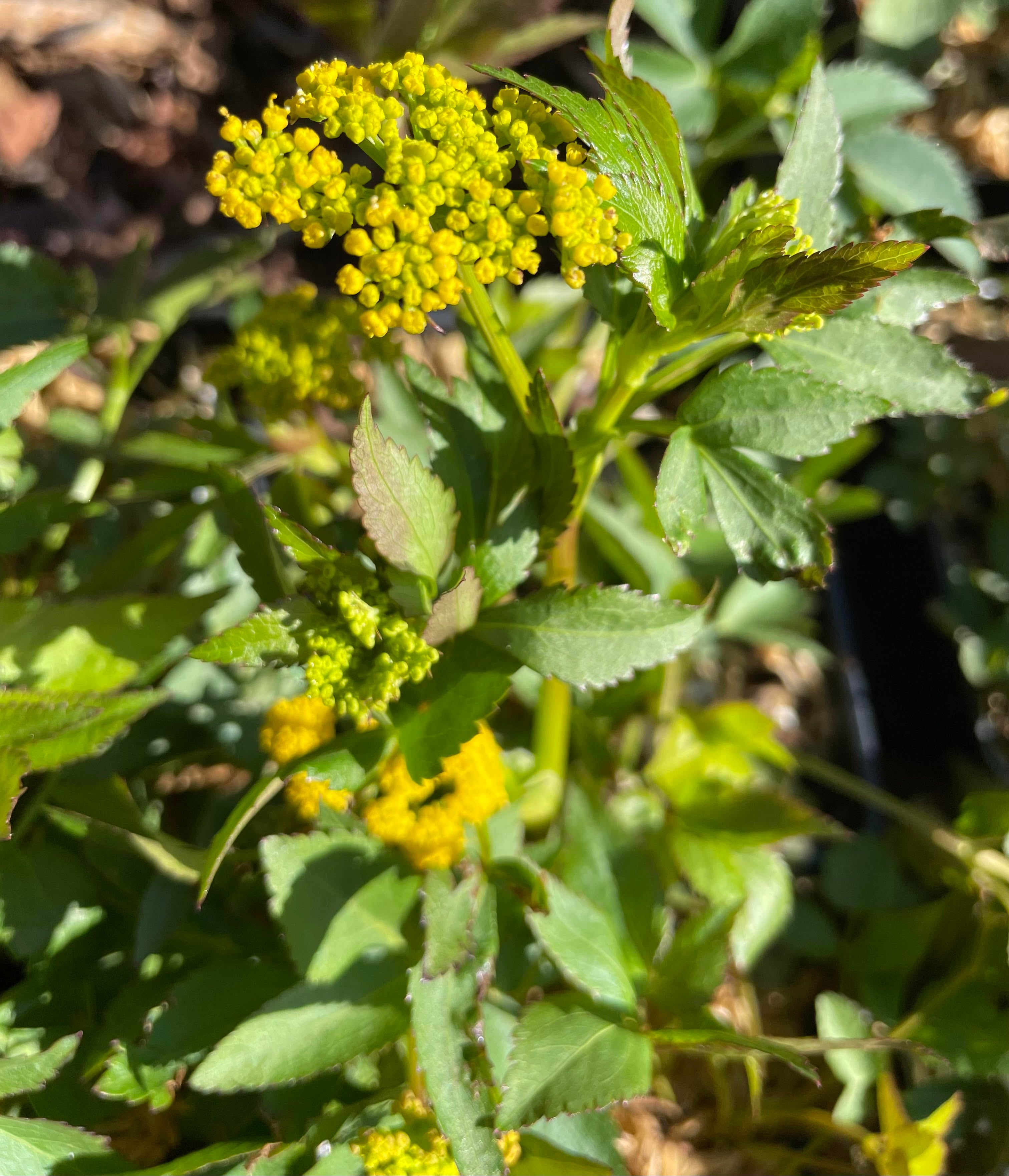 Zizia aurea - Golden Alexander | Lauren's Garden Service & Native Plant ...