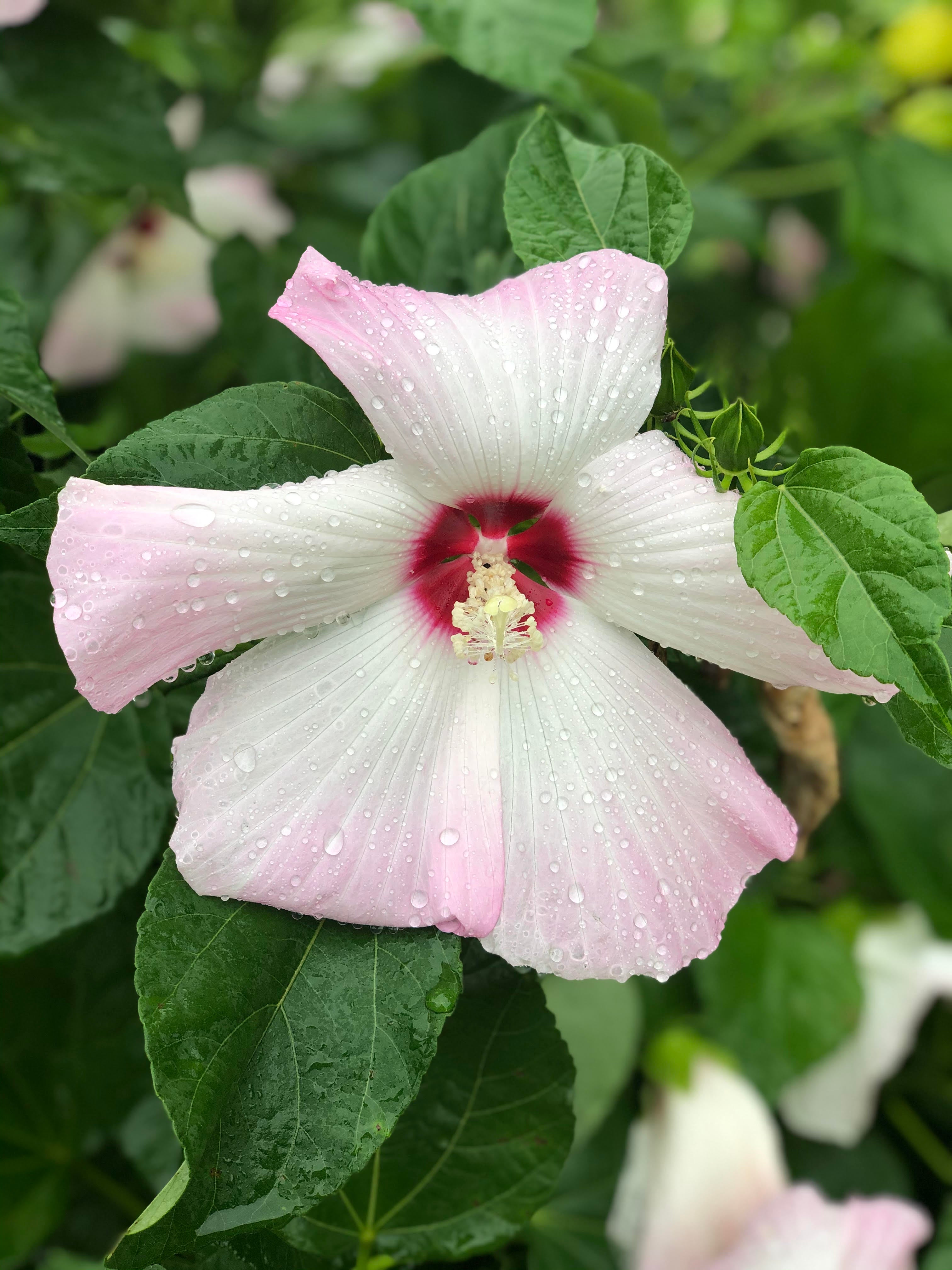 Hibiscus moscheutos - Swamp Mallow | Lauren's Garden Service & Native ...
