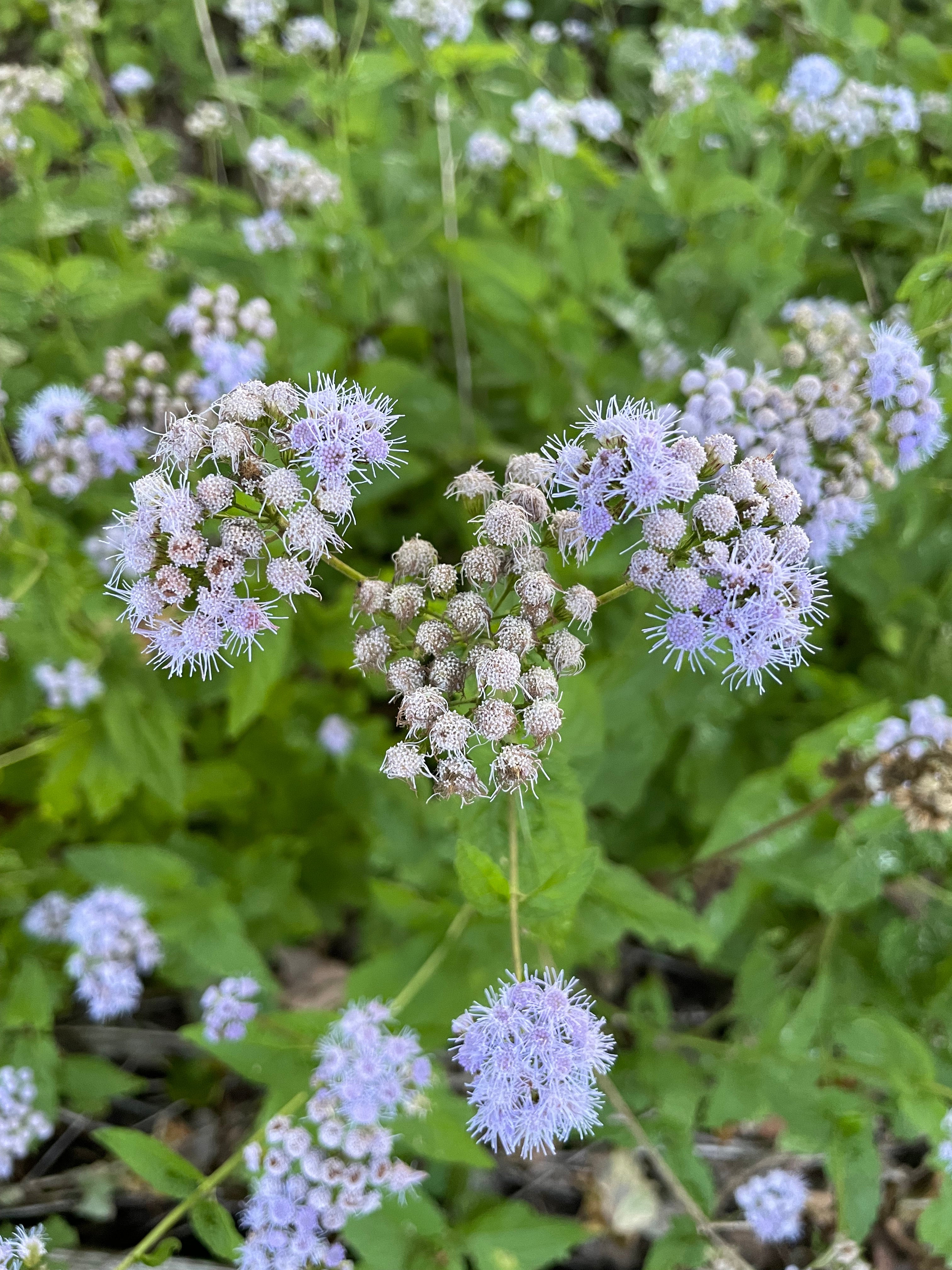 Eupatorium coelestinum - Blue Mistflower | Lauren's Garden Service ...