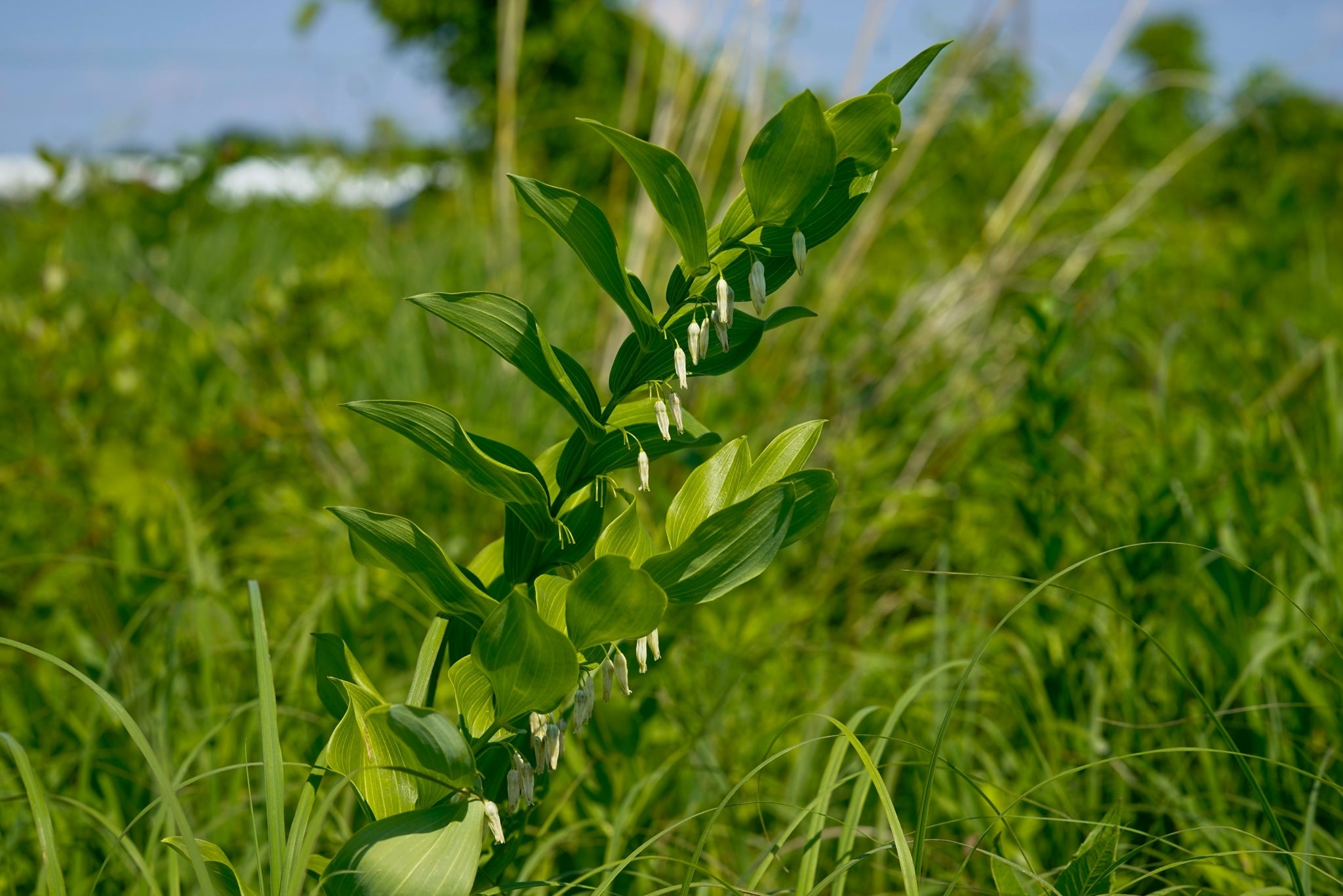 Polygonatum biflorum - Solomon's Seal | Lauren's Garden Service ...