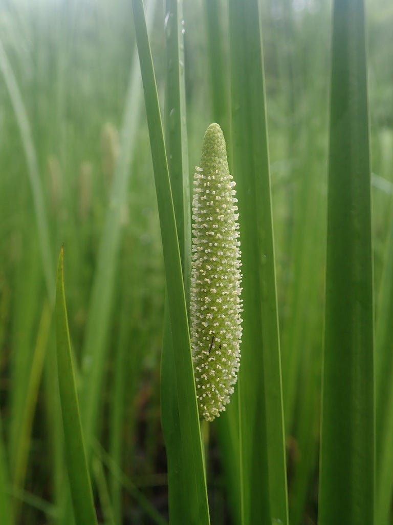 Acorus americanus - American Sweet Flag | Lauren's Garden Service ...