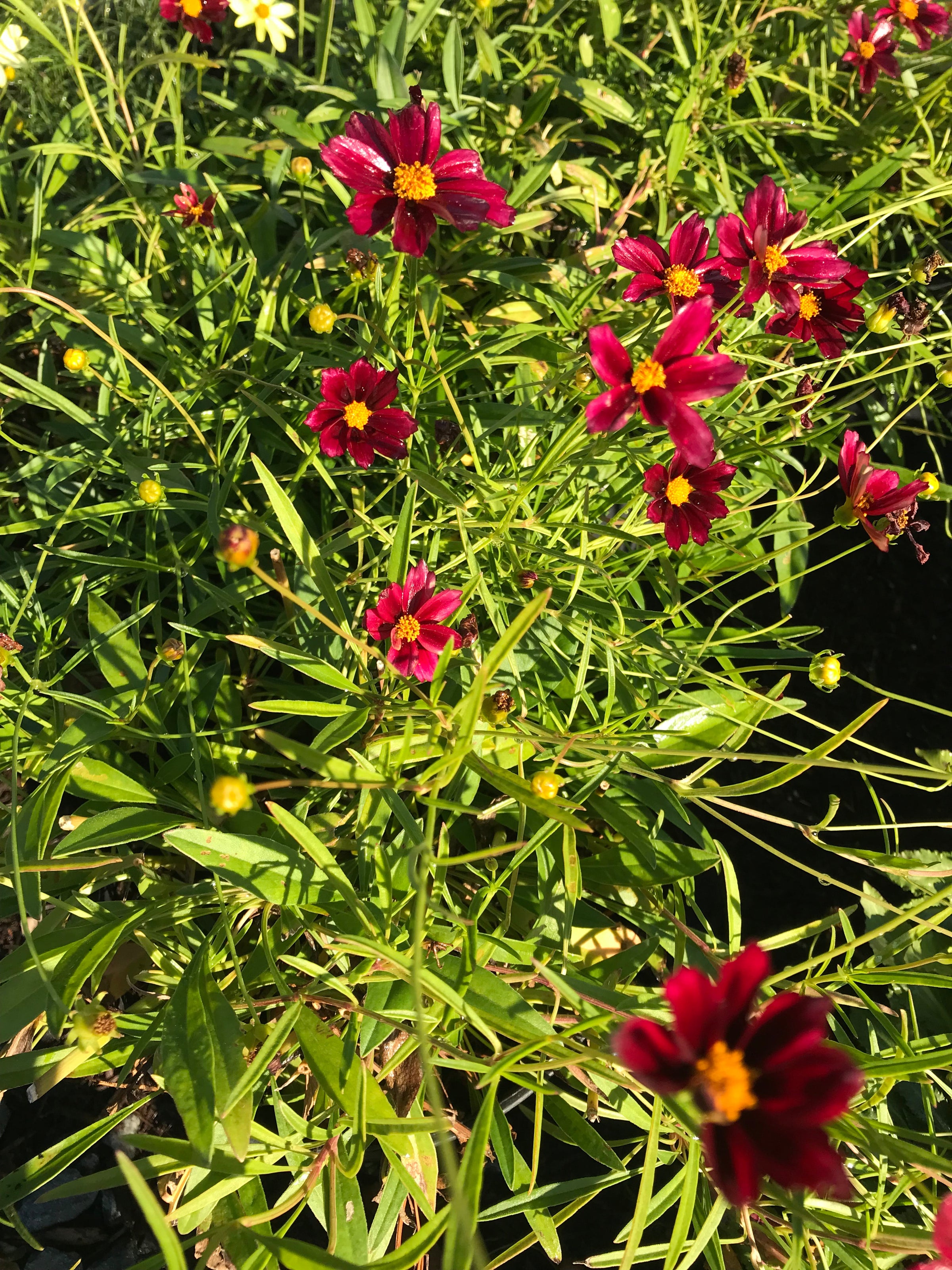 mercury rising coreopsis