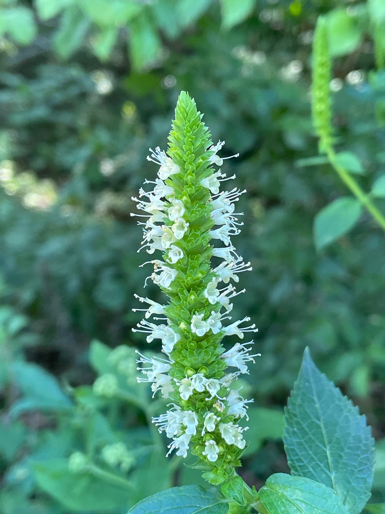 agastache nepetoides native range