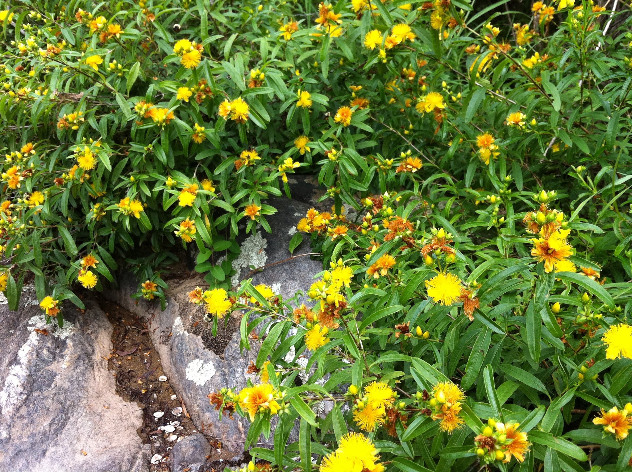 hypericum prolificum pruning