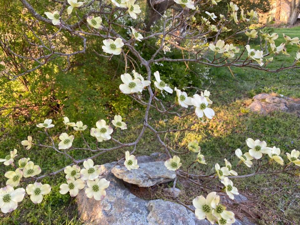 Cornus florida - Dogwood | Lauren's Garden Service & Native Plant Nursery