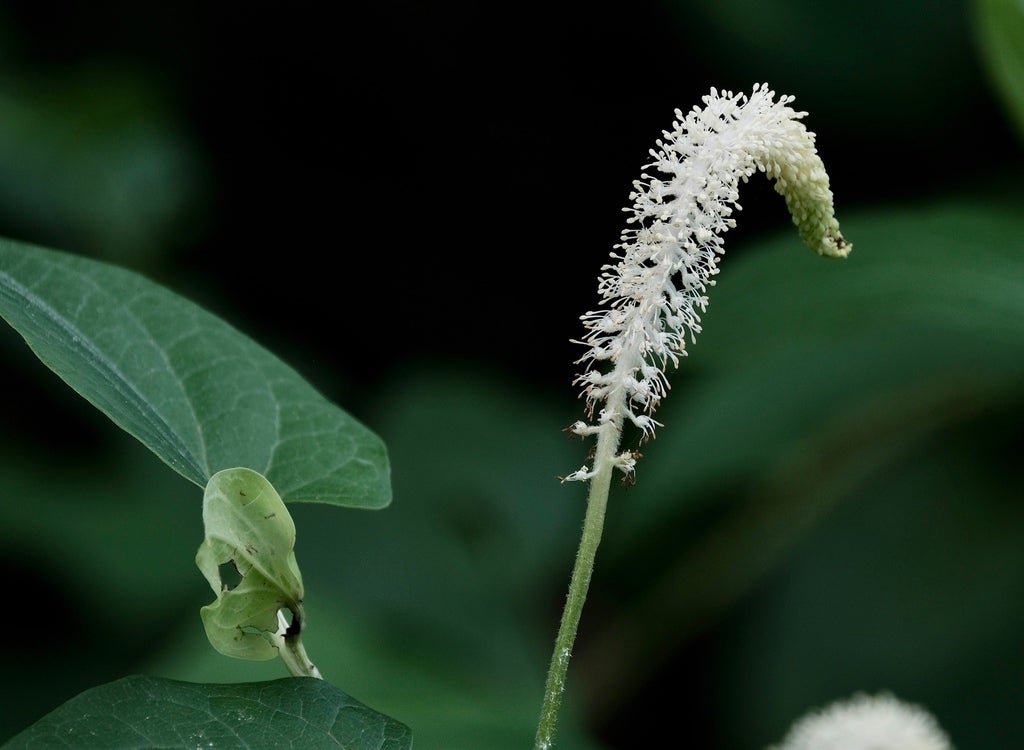 Saururus cernuus - Lizard's Tail | Lauren's Garden Service & Native ...