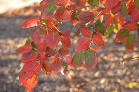 Amelanchier x 'Autumn Brilliance' - Serviceberry | Lauren's Garden ...