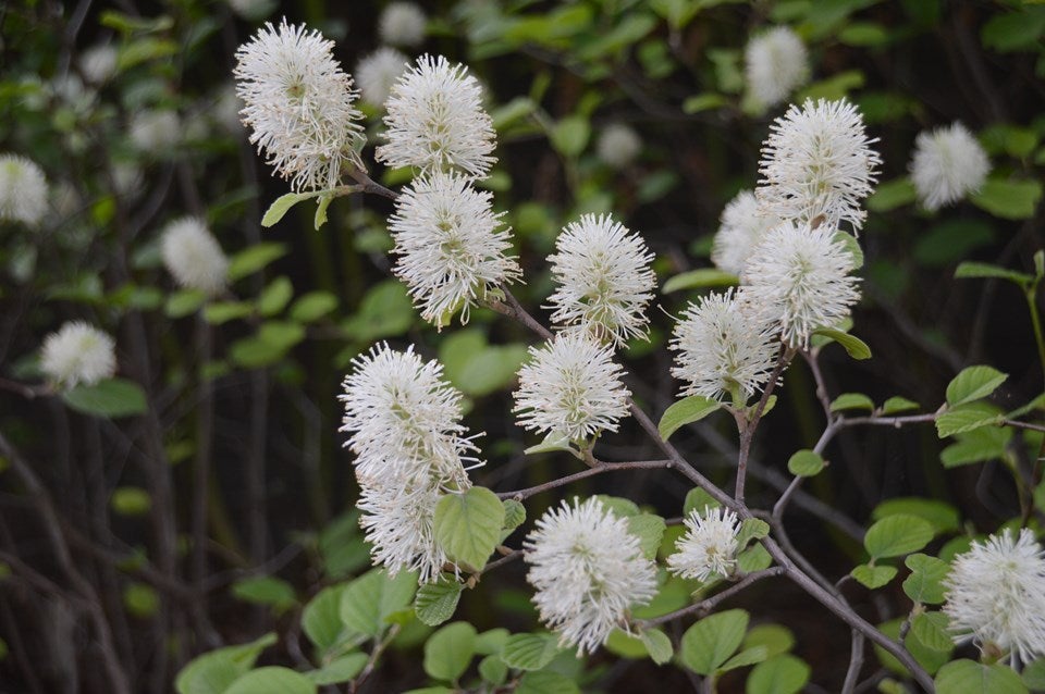 Fothergilla gardenii - Dwarf Fothergilla | Lauren's Garden Service ...