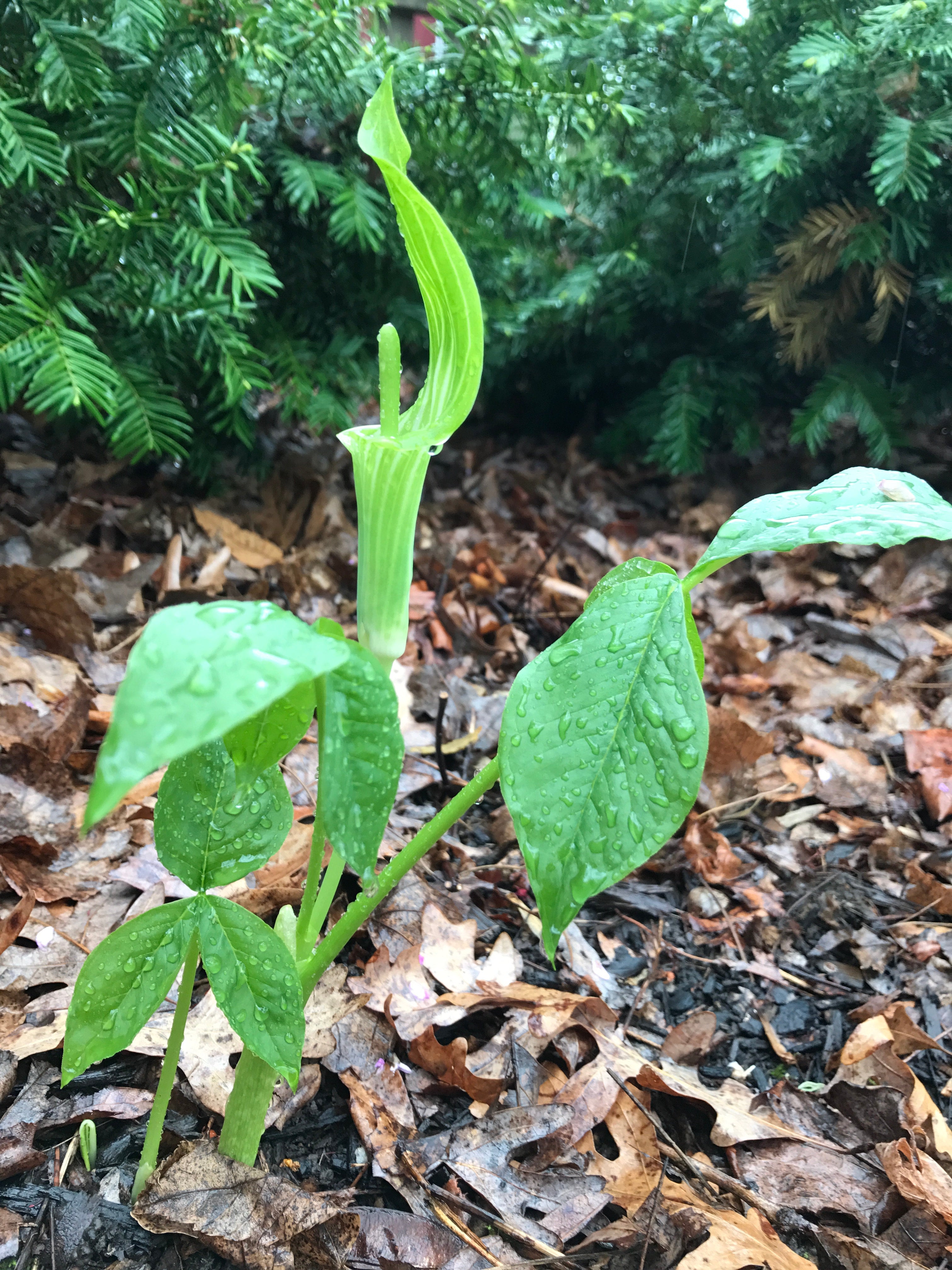 Arisaema triphyllum - Jack-in-the-Pulpit | Lauren's Garden Service ...