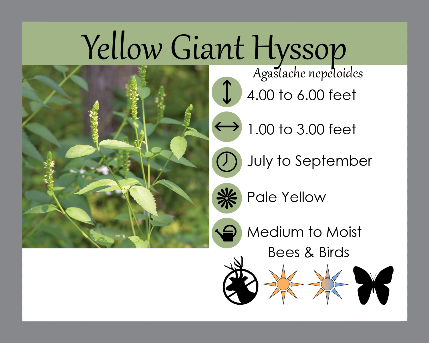 agastache nepetoides native range