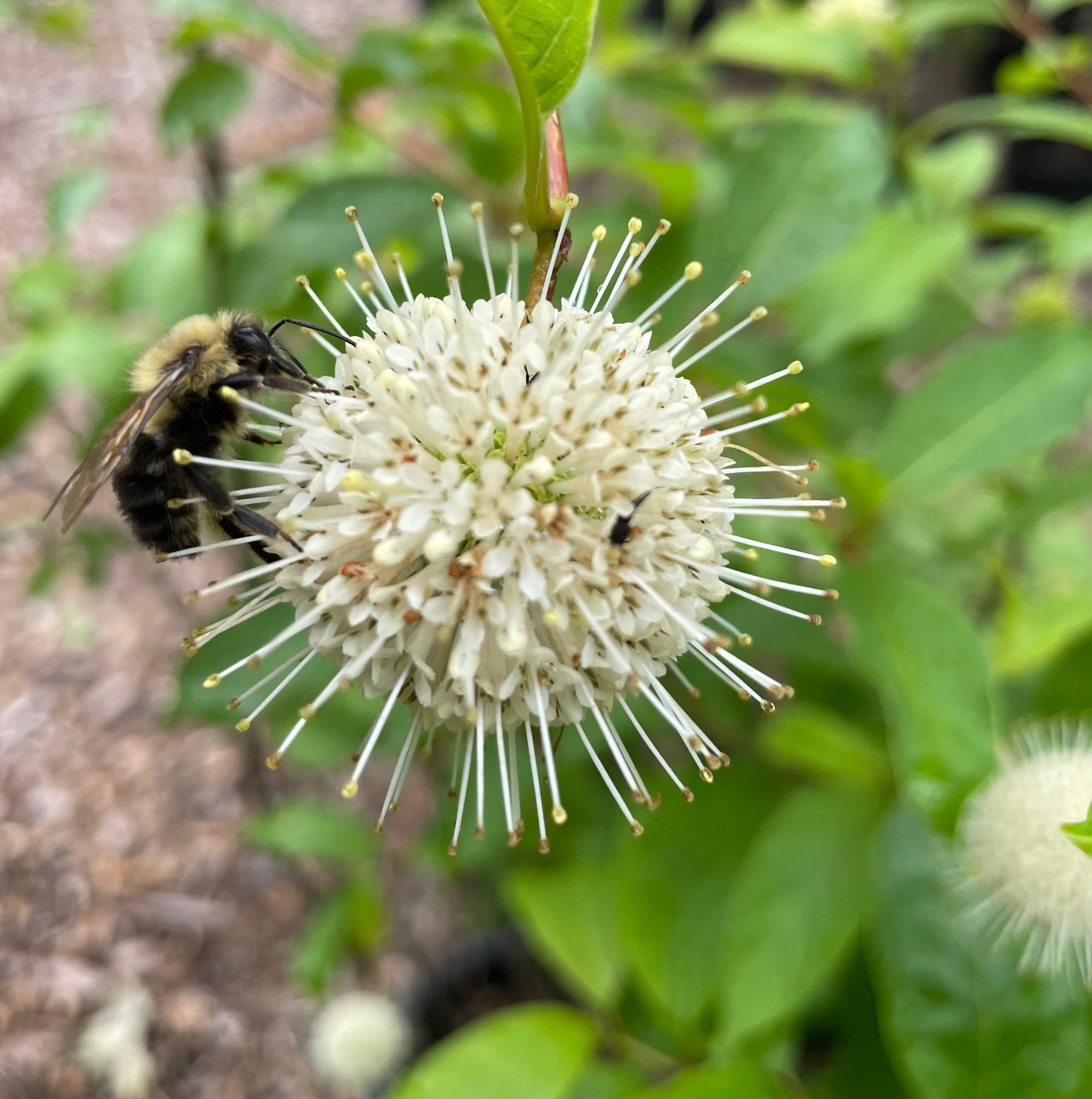 cephalanthusoccidentalis