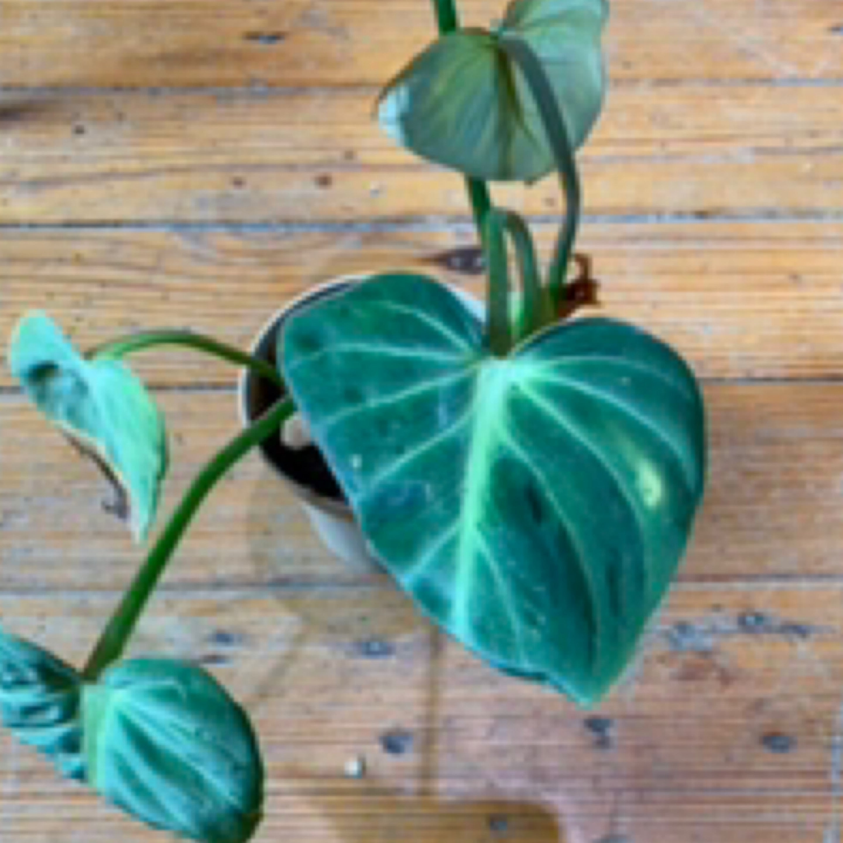Philodendron gloriosum - Creeping Velvet Philo | Cultivate Garden & Goods