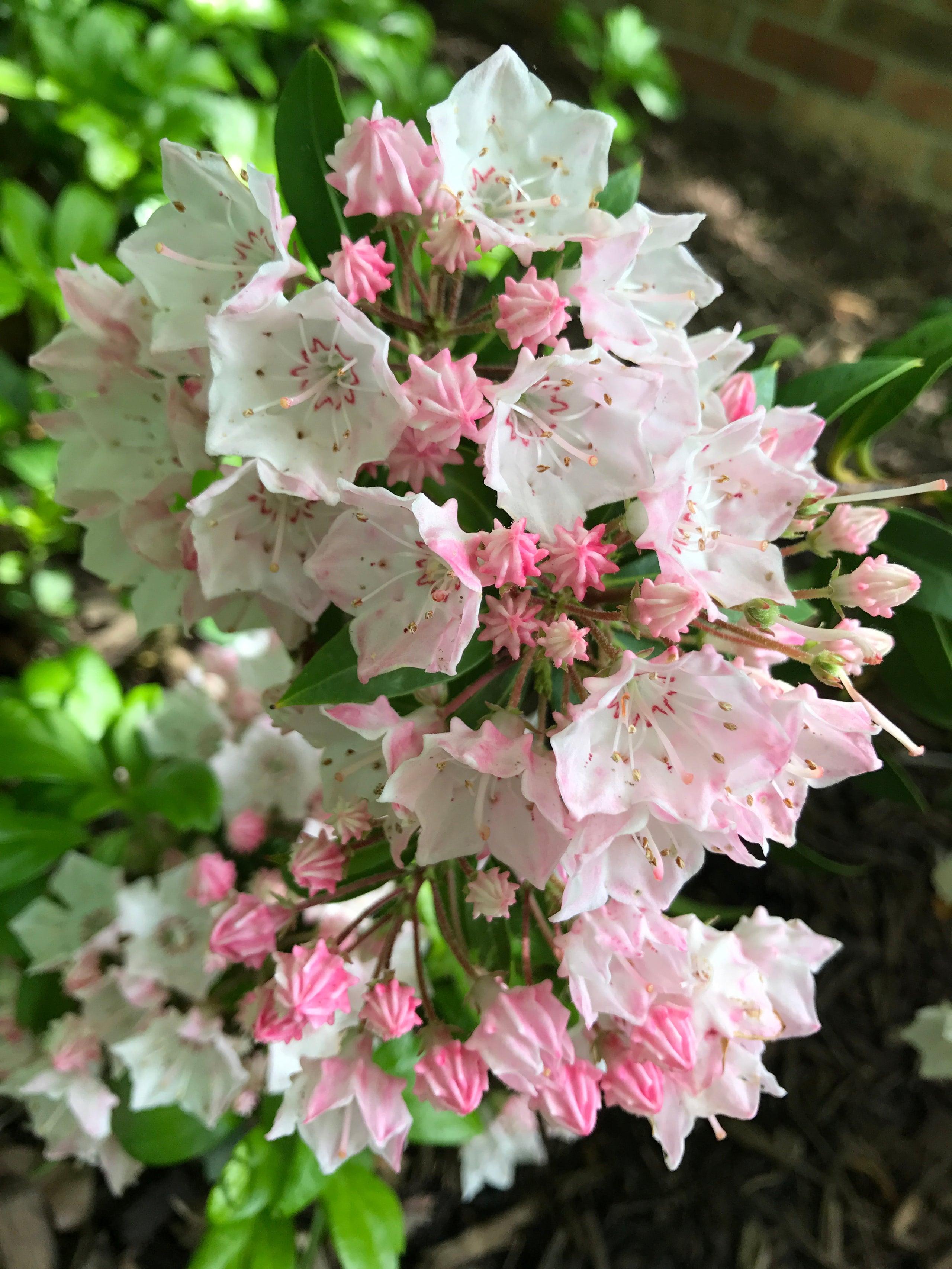 Kalmia latifolia - Mountain Laurel | Lauren's Garden Service & Native ...