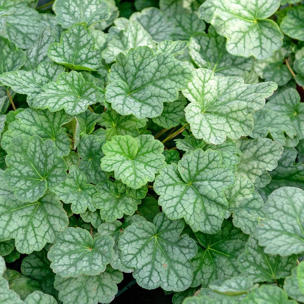 Heuchera a. 'Dale's Strain' - Coral Bells | Lauren's Garden Service ...
