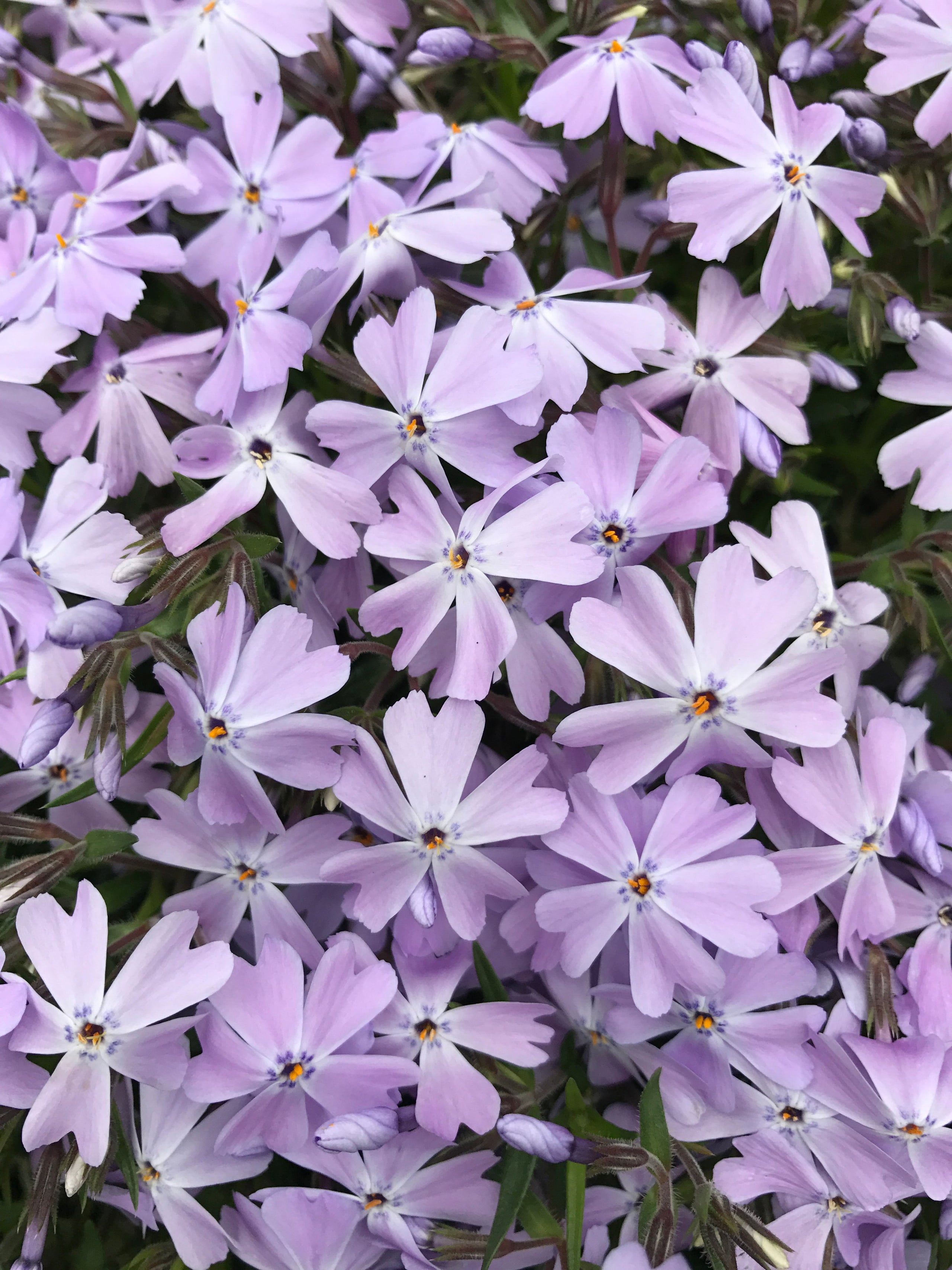 Phlox s. 'Emerald Blue' - Moss Phlox | Lauren's Garden Service & Native ...