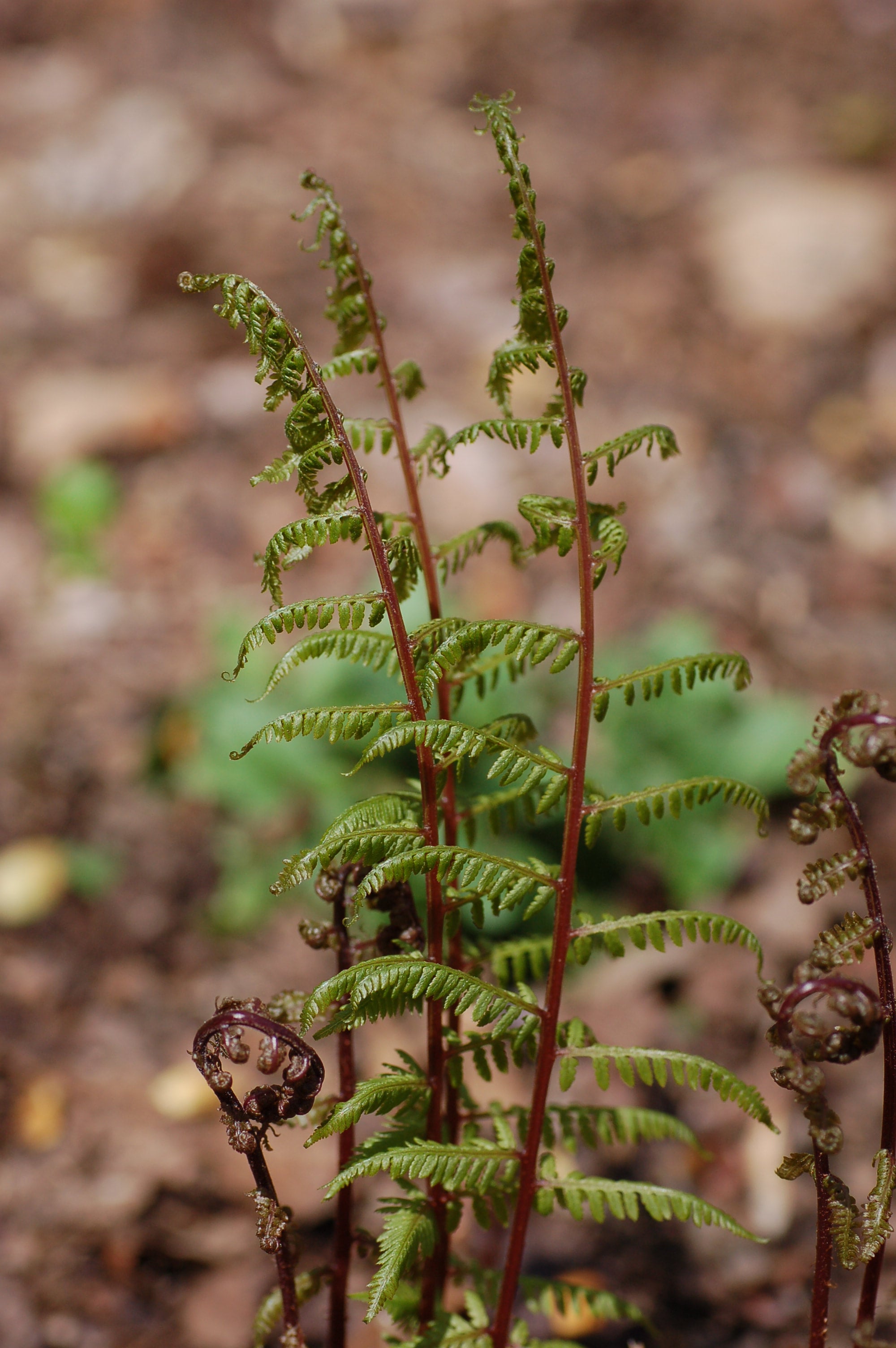 Athyrium f. 'Lady in Red' - Lady Fern | Lauren's Garden Service ...