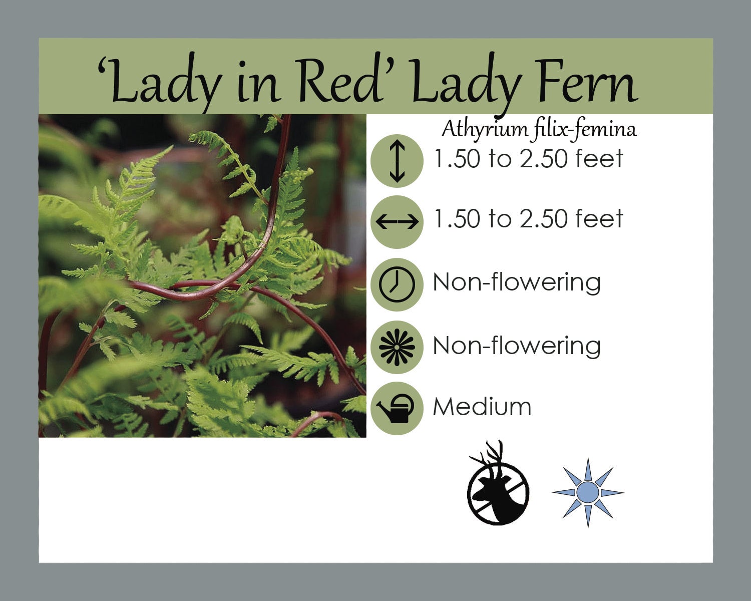 Athyrium f. 'Lady in Red' - Lady Fern | Lauren's Garden Service ...