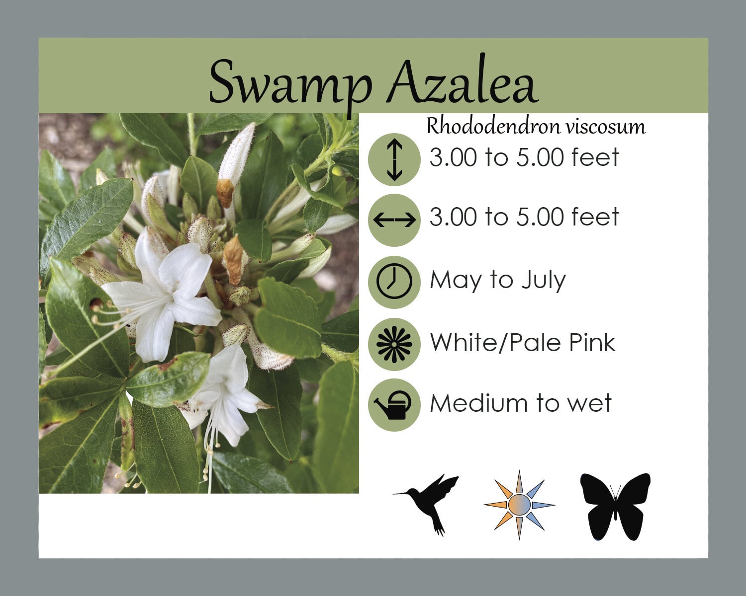 Rhododendron viscosum - Swamp Azalea | Lauren's Garden Service & Native ...