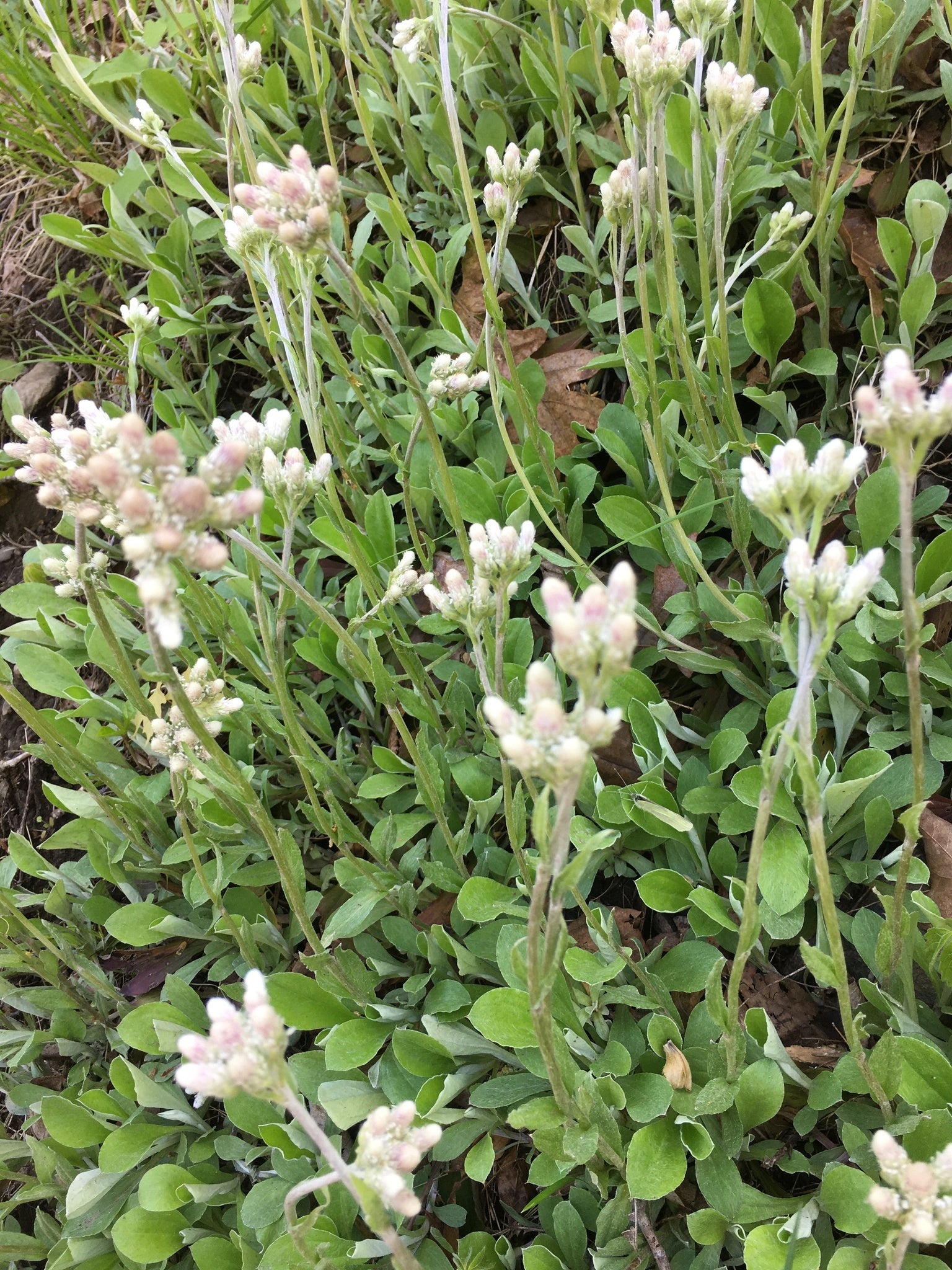 Antennaria plantaginifolia - Pussytoes | Lauren's Garden Service ...