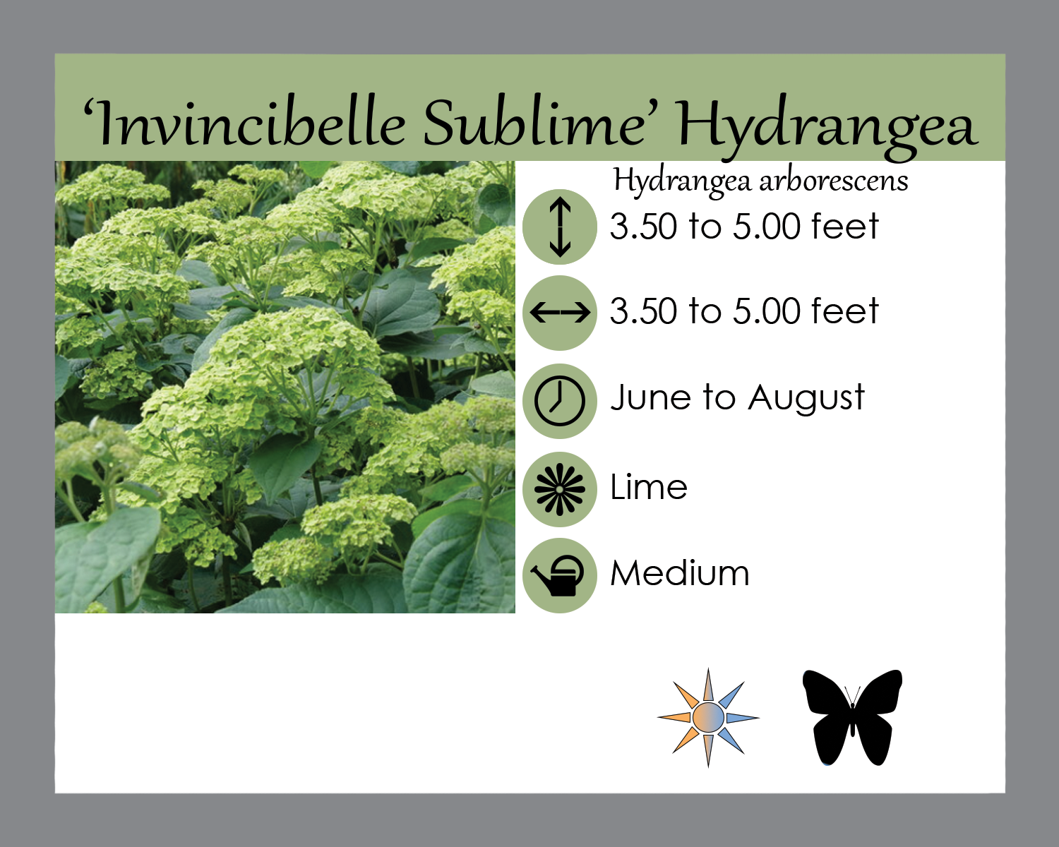 Hydrangea a. 'Invincibelle Sublime' - Smooth Hydrangea | Lauren's ...
