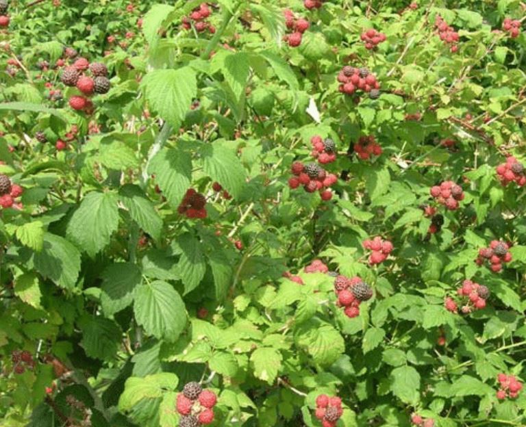 Rubus o. 'Munger' - Black Raspberry | Lauren's Garden Service & Native ...