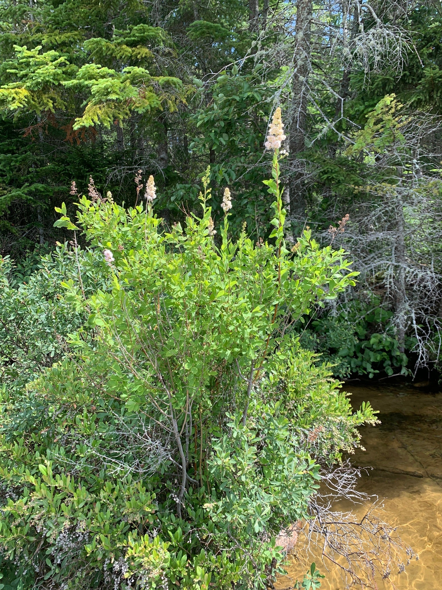 Spiraea alba - Meadowsweet | Lauren's Garden Service & Native Plant Nursery