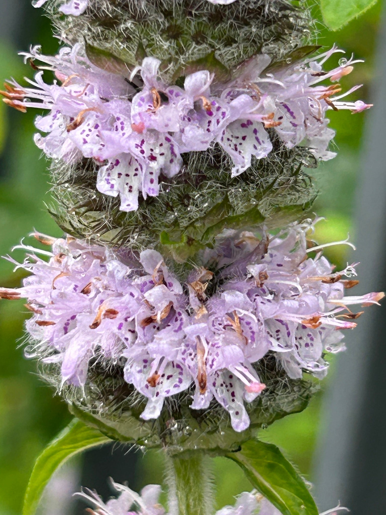 Blephilia ciliata - Downy Wood Mint | Lauren's Garden Service & Native Plant Nursery
