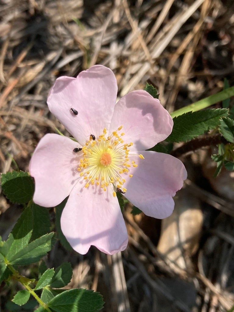 Rosa caroliniana - Carolina Rose | Lauren's Garden Service & Native ...
