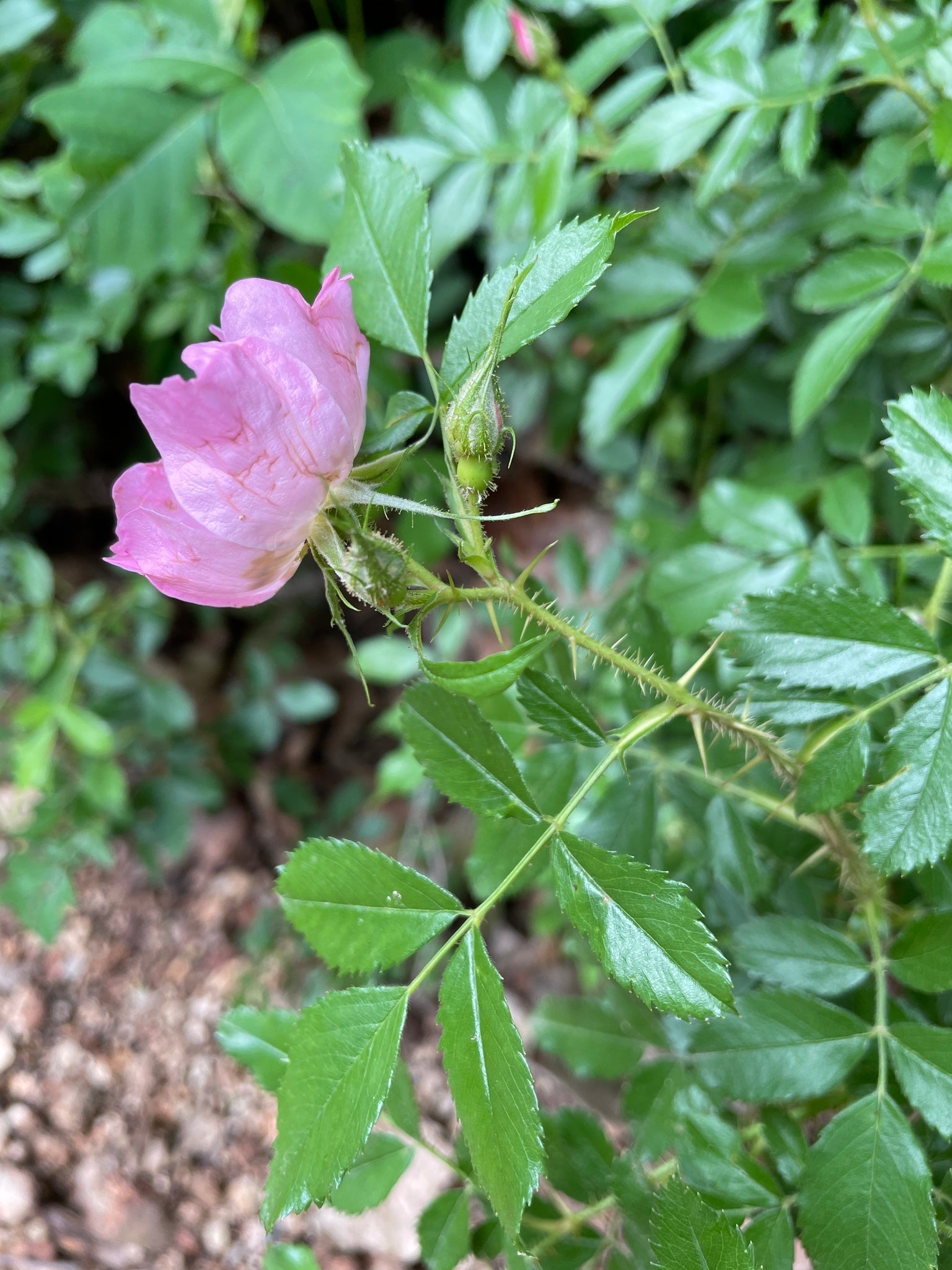 Rosa caroliniana - Carolina Rose | Lauren's Garden Service & Native ...