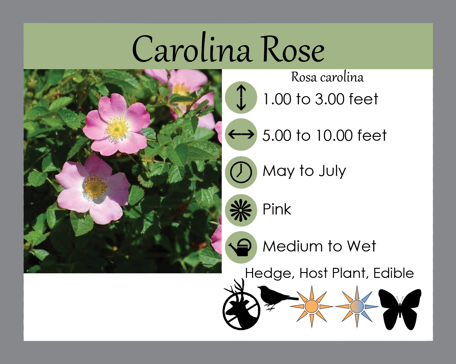 Rosa caroliniana - Carolina Rose | Lauren's Garden Service & Native ...
