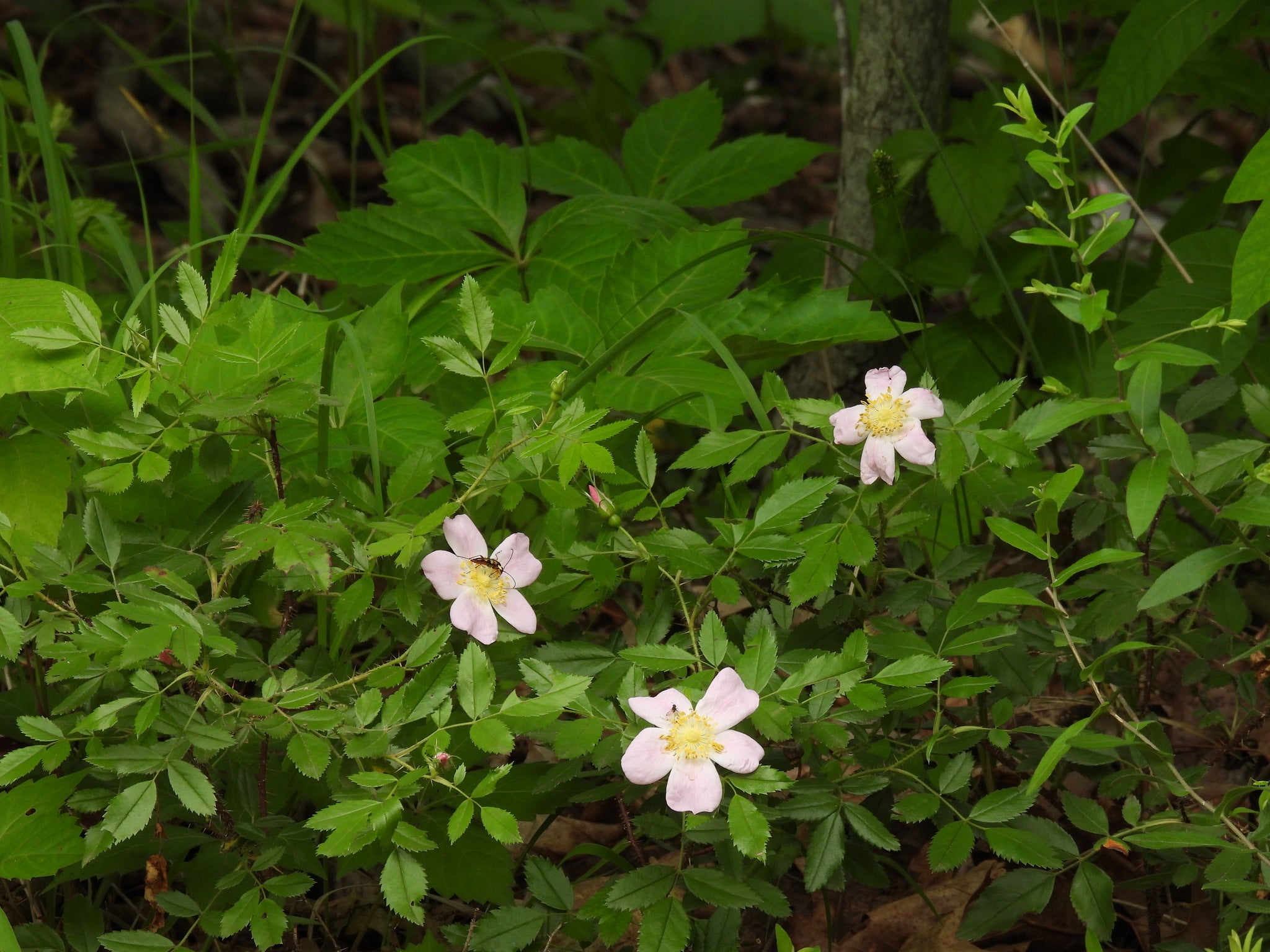 Rosa caroliniana - Carolina Rose | Lauren's Garden Service & Native ...