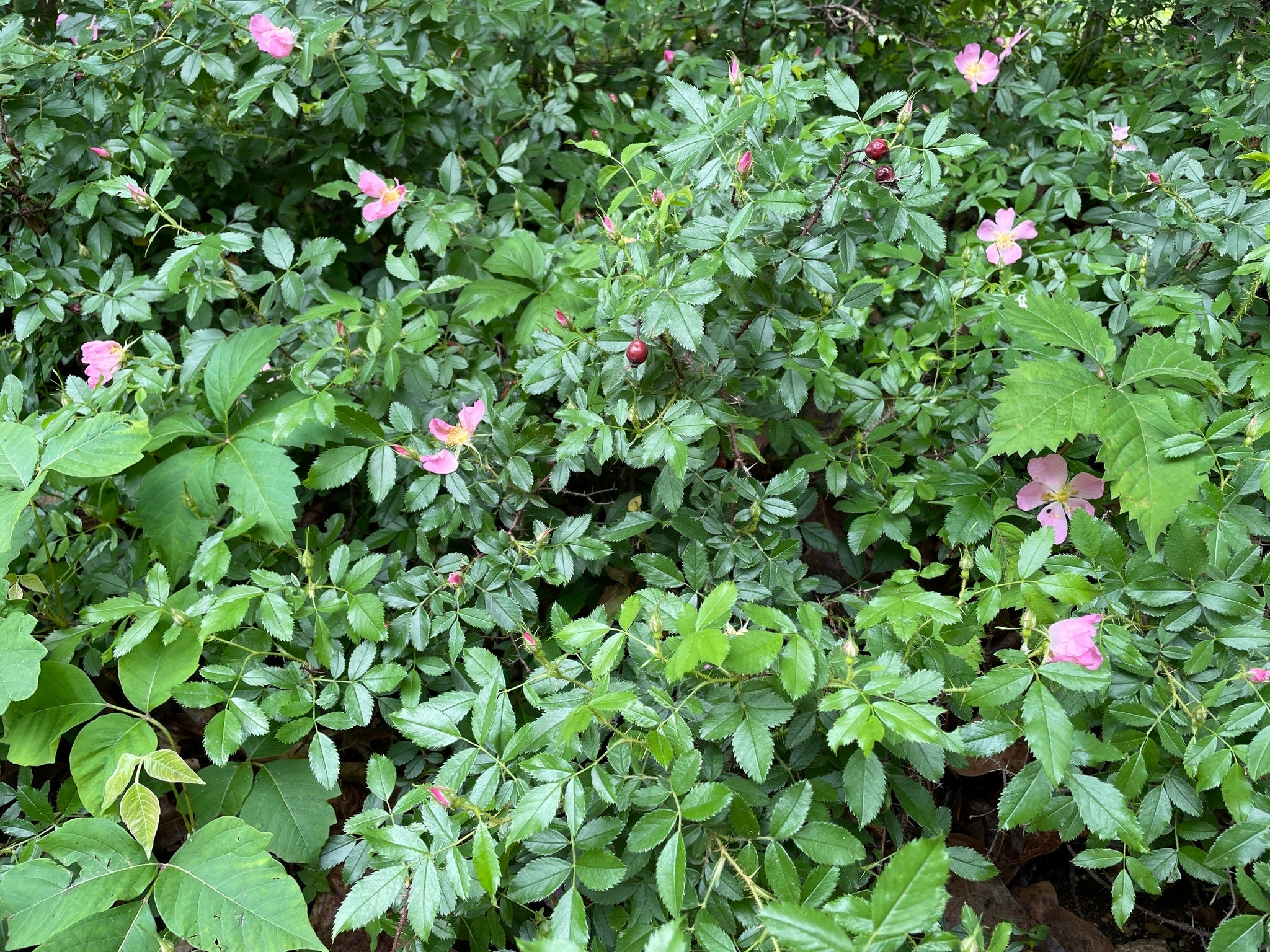 Rosa caroliniana - Carolina Rose | Lauren's Garden Service & Native ...
