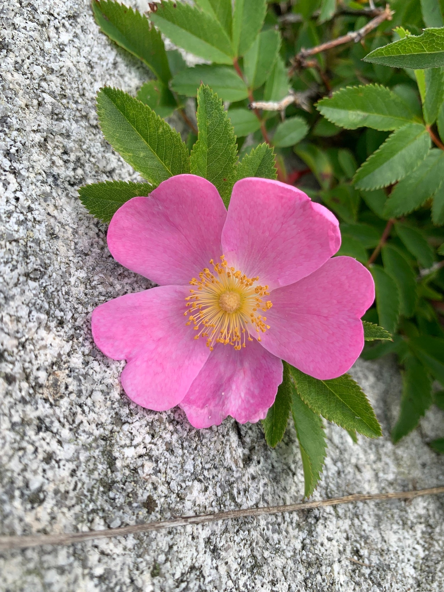 Rosa Virginiana Virginia Rose Lauren s Garden Service Native rosa-virginiana-virginia-rose-lauren-s-garden-service-native