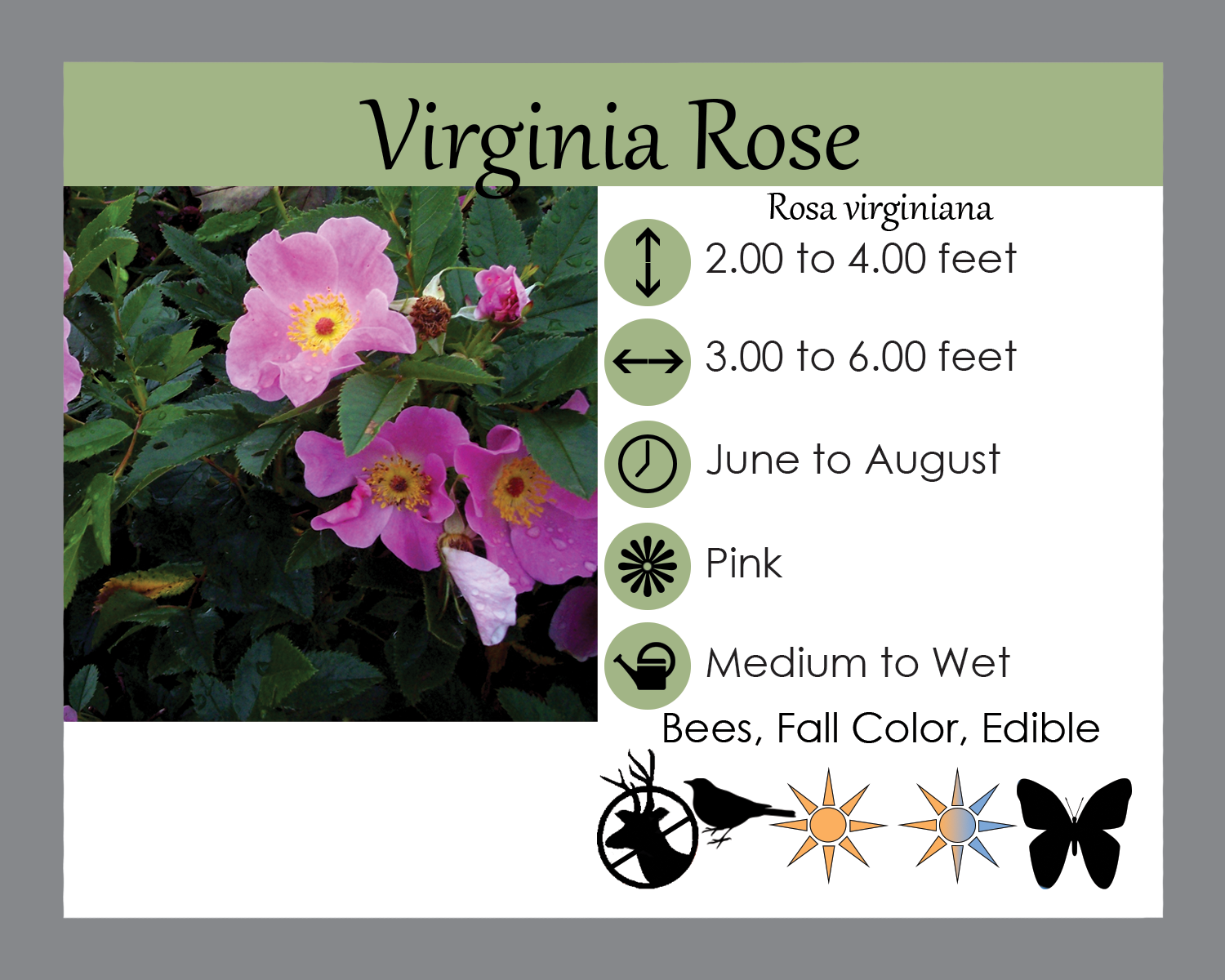 Rosa virginiana - Virginia Rose | Lauren's Garden Service & Native ...