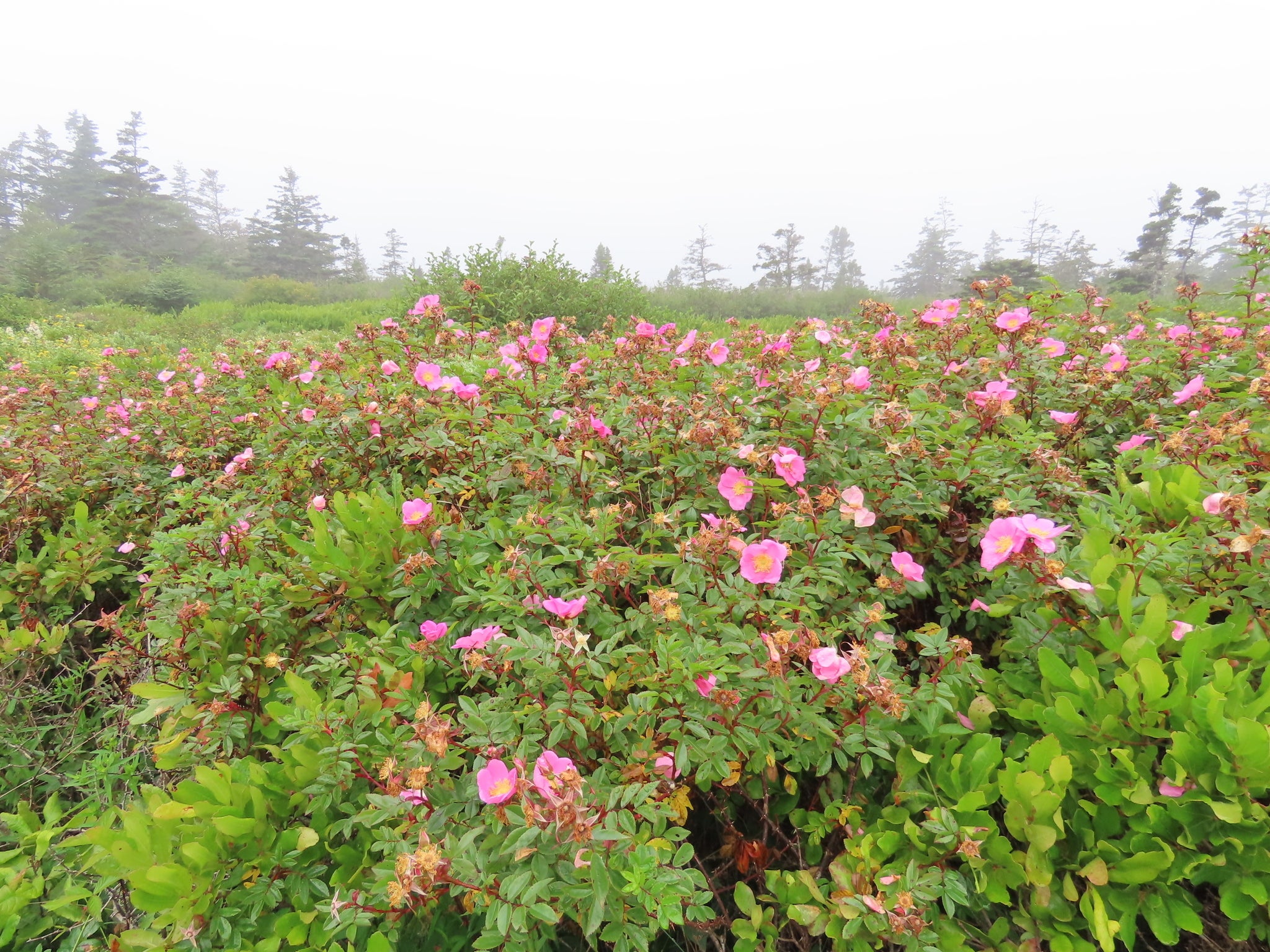 Rosa virginiana - Virginia Rose | Lauren's Garden Service & Native ...