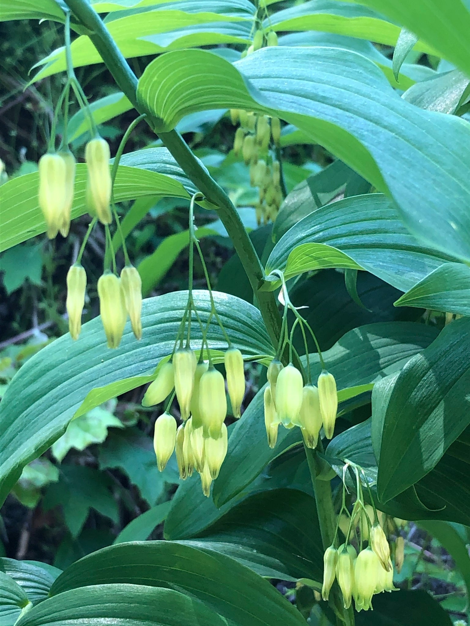 Polygonatum commutatum - Giant Solomon's Seal | Lauren's Garden Service ...