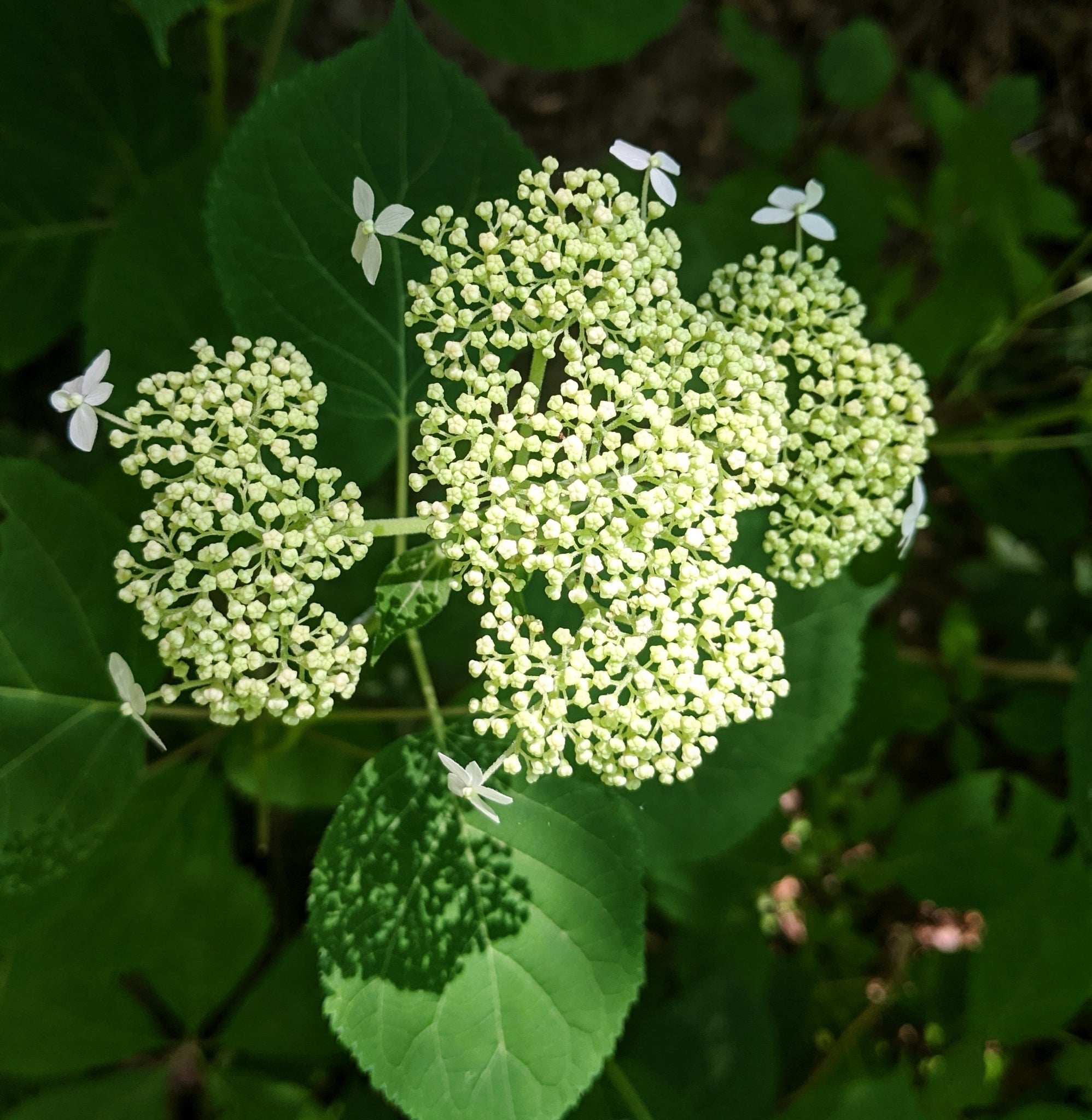 Hydrangea arborescens - Smooth Hydrangea | Lauren's Garden Service ...