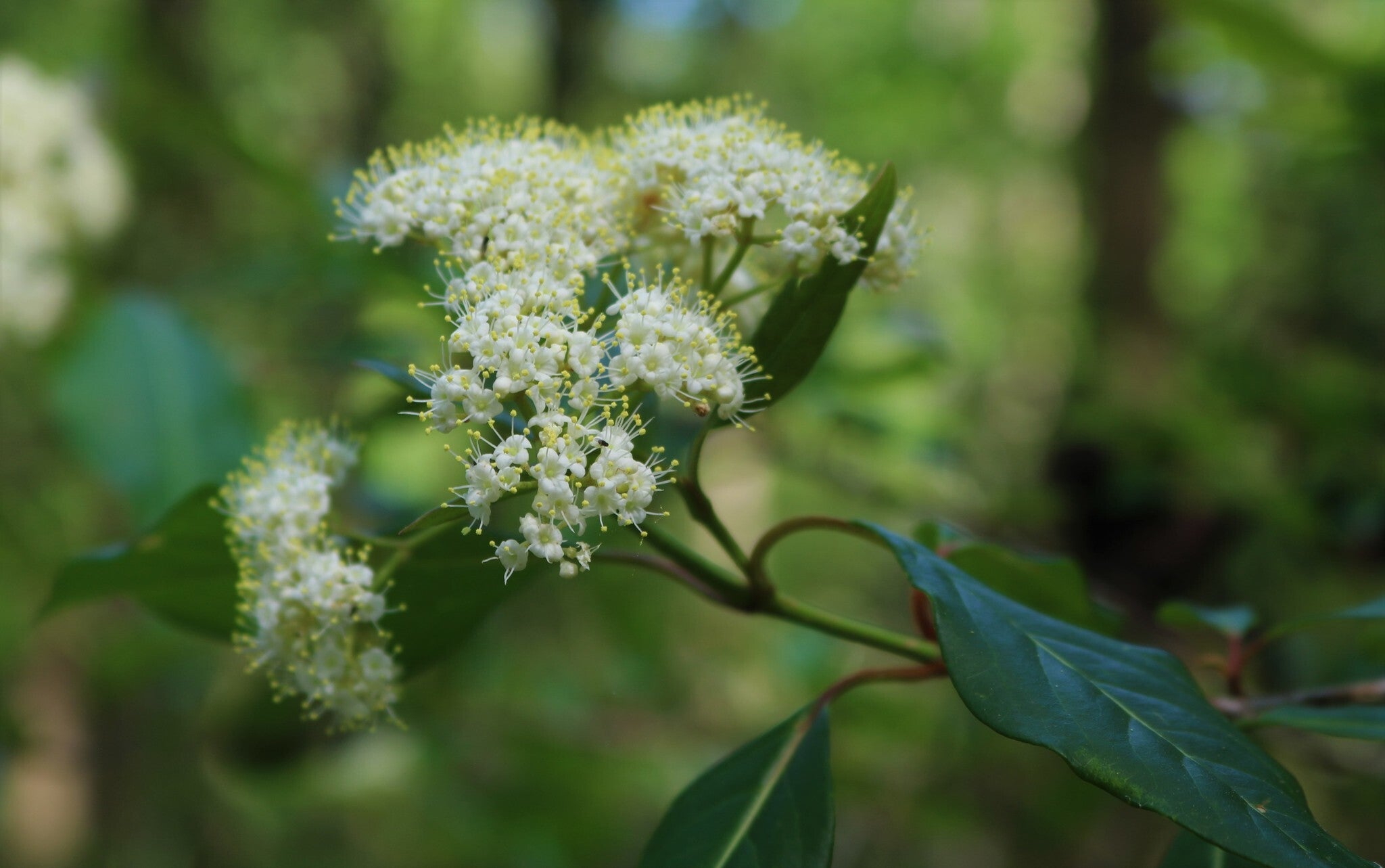 Viburnum nudum - Smooth Witherod or Possomhaw | Lauren's Garden Service ...
