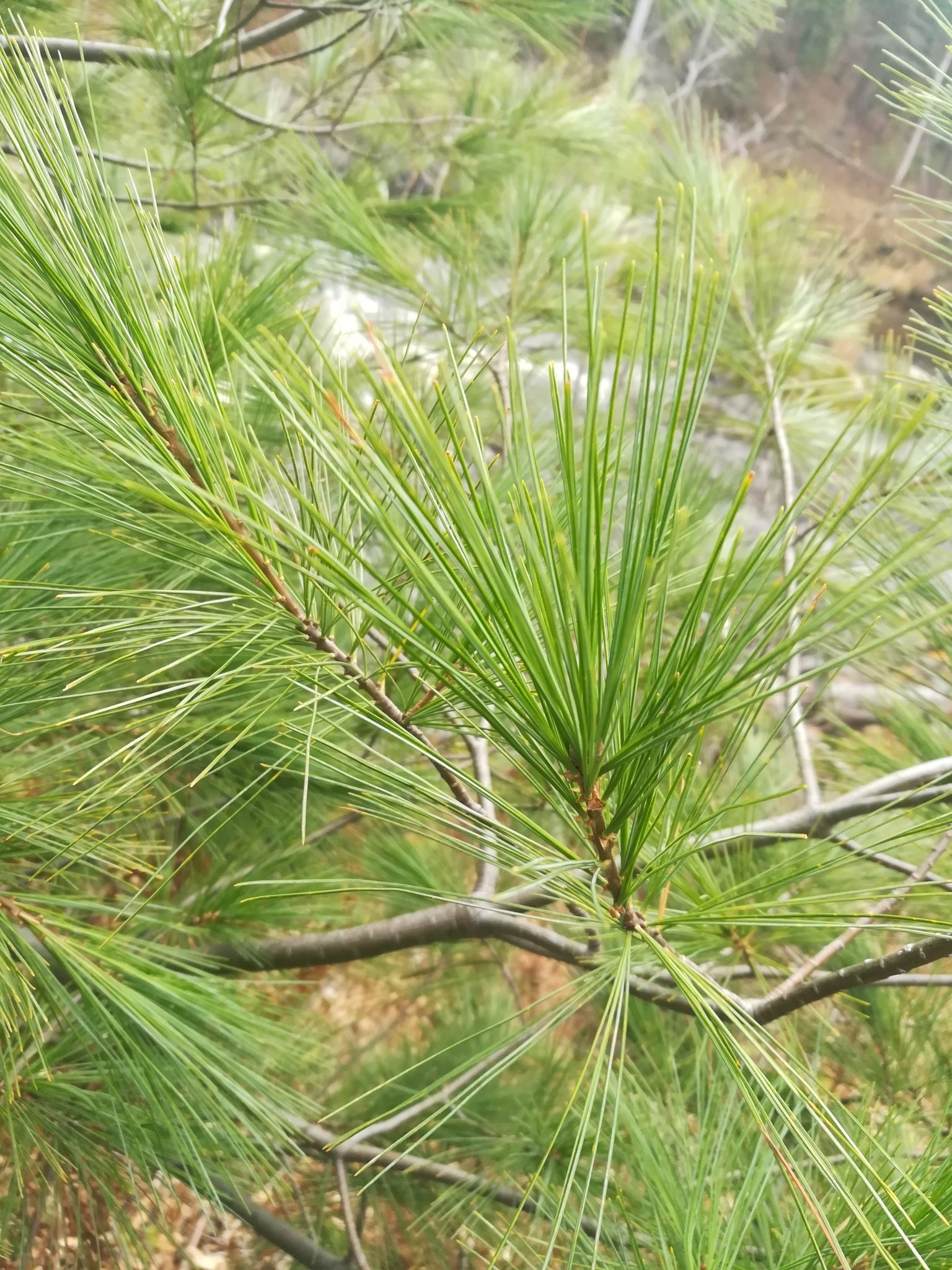 Pinus strobus - Eastern White Pine | Lauren's Garden Service & Native ...