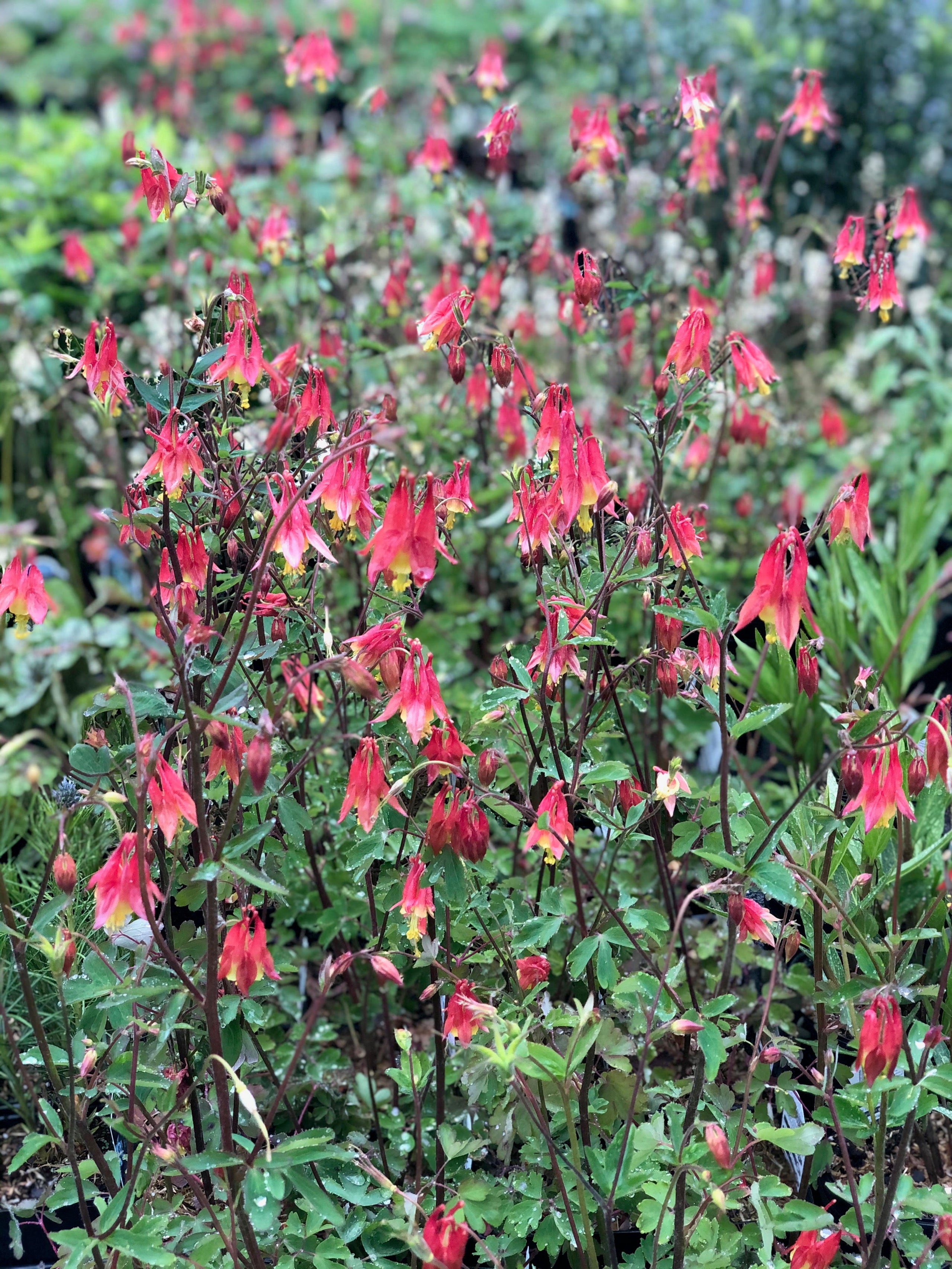 Aquilegia canadensis - Columbine | Lauren's Garden Service & Native ...
