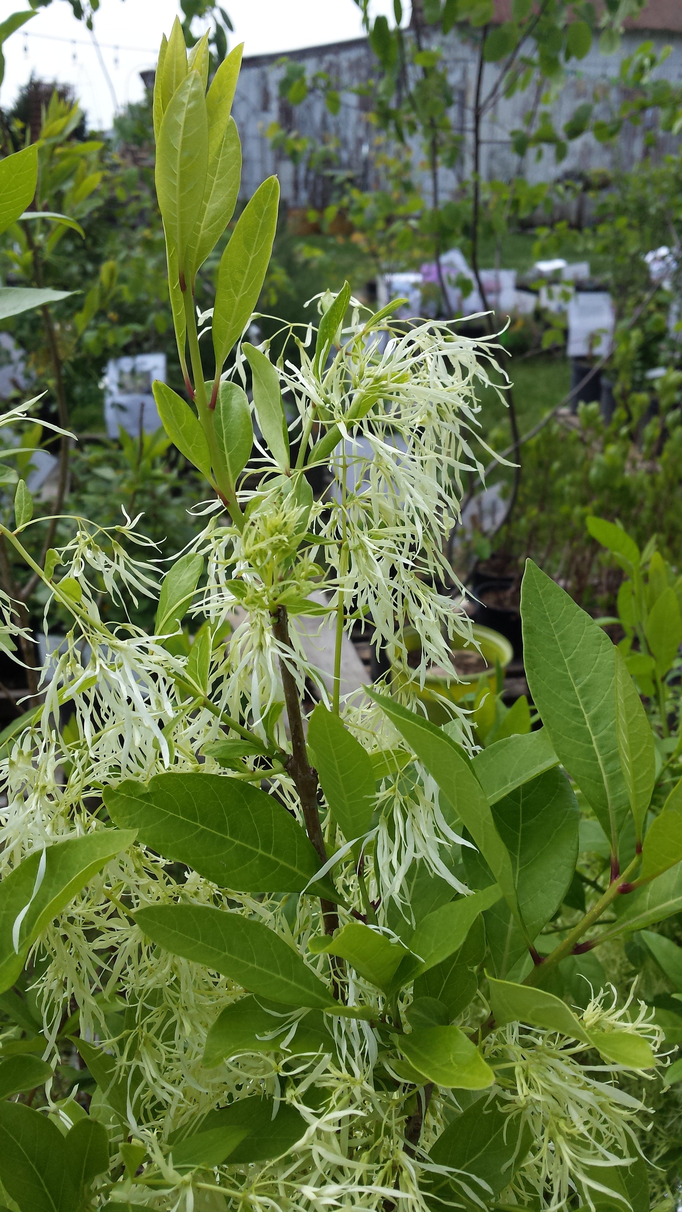 Chionanthus virginicus - Fringetree | Lauren's Garden Service & Native ...