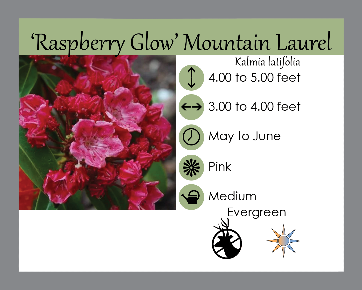 Kalmia l. 'Raspberry Glow - Mountain Laurel | Lauren's Garden Service ...