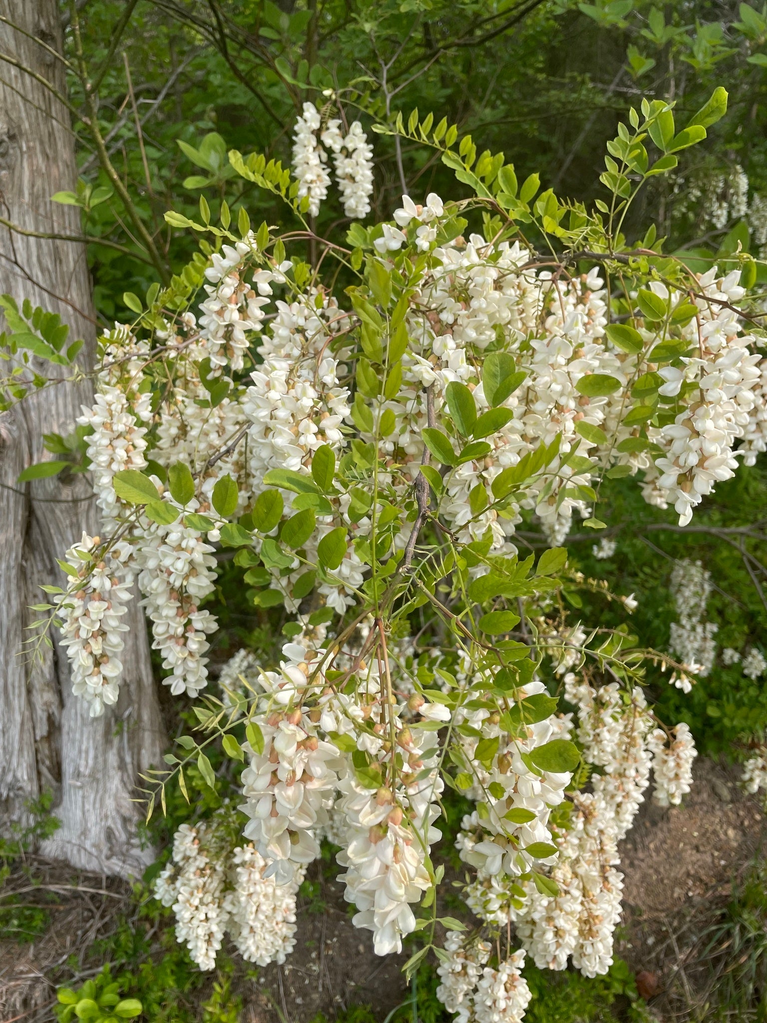 Robinia pseudoacacia - Black Locust | Lauren's Garden Service & Native ...