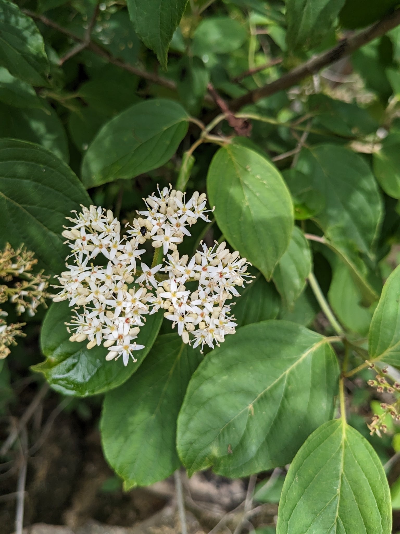 Cornus amomum - Silky Dogwood | Lauren's Garden Service & Native Plant ...